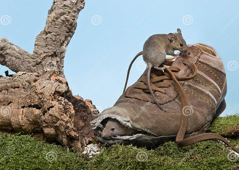 Shoe for mice stock image. Image of rodent, real, grungy - 11175793
