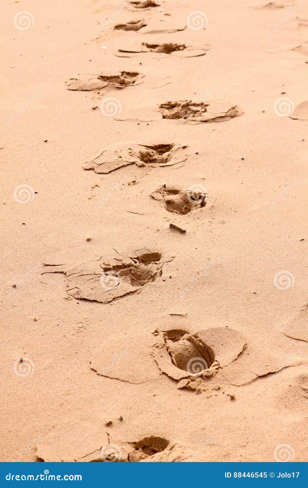 Shoe steps stock image. Image of texture, footstep, track - 88446545