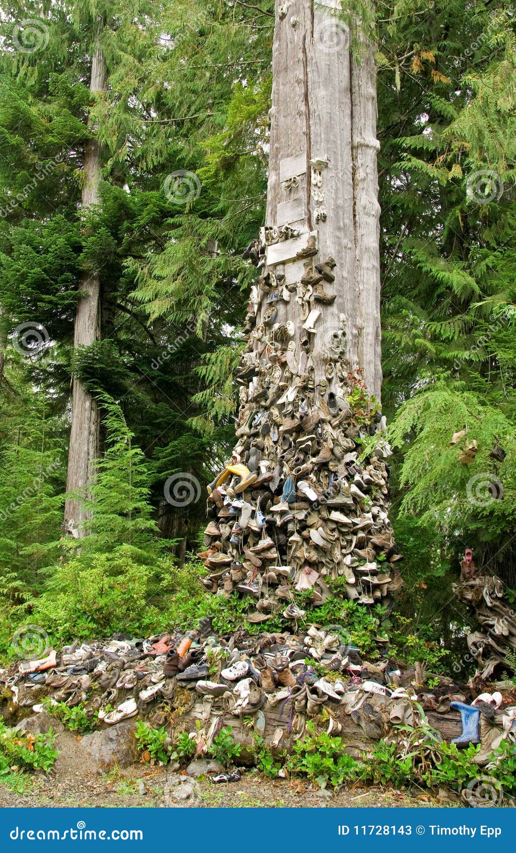 The Shoe Tree stock image. Image of festooned, collection - 11728143