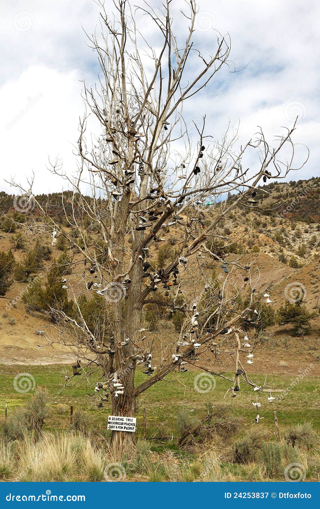 Shoe Tree stock image. Image of oregon, tree, fossil - 24253837