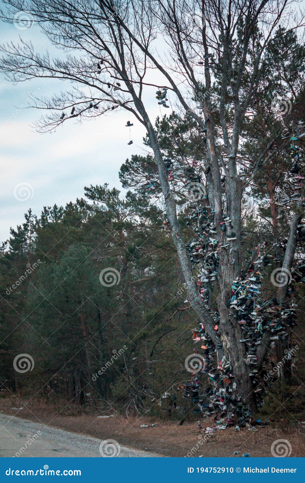 Shoe Tree Along 131 in Michigan Stock Photo - Image of property, nature ...