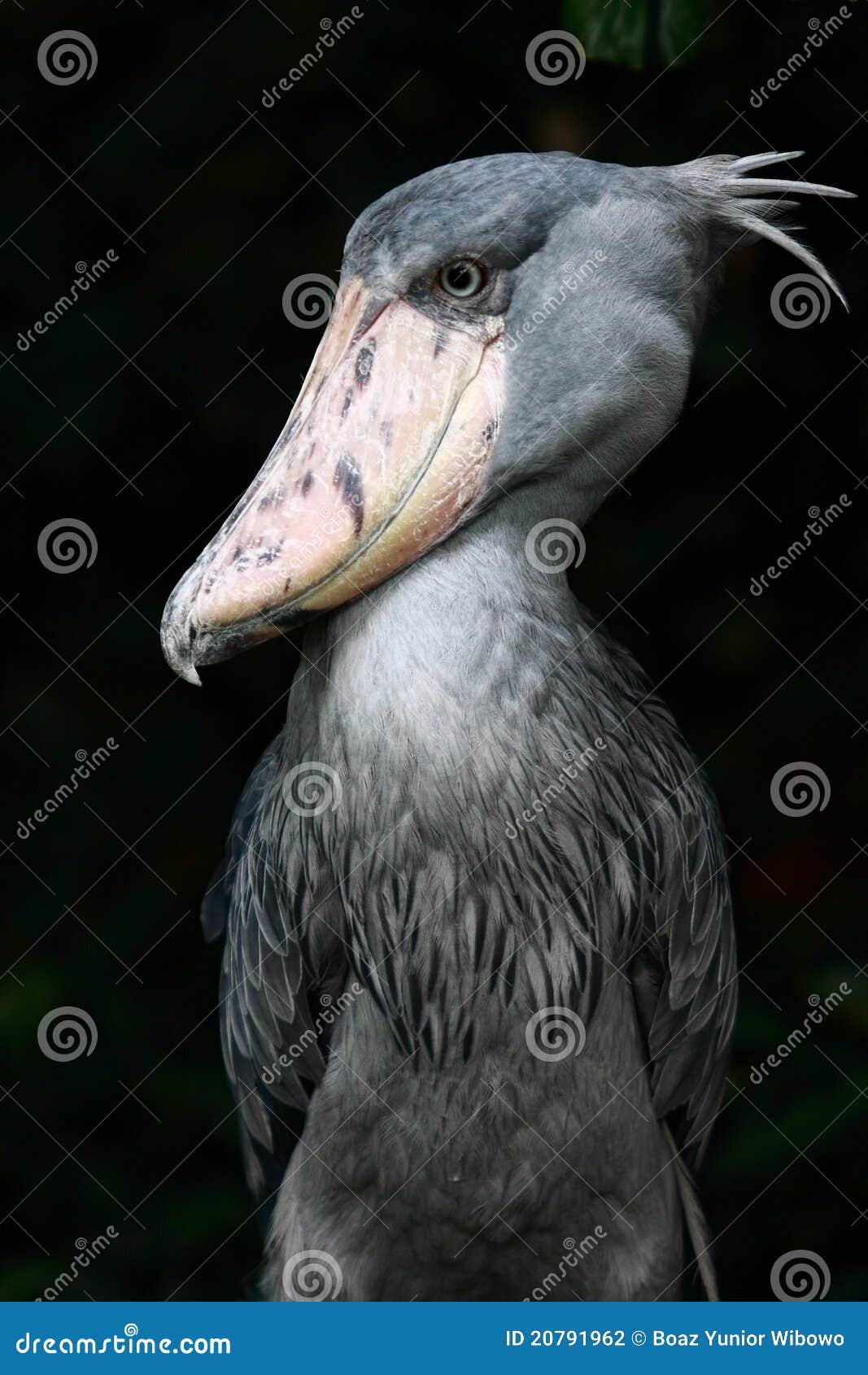 Shoebill Royalty-Free Stock Photo | CartoonDealer.com #48860973