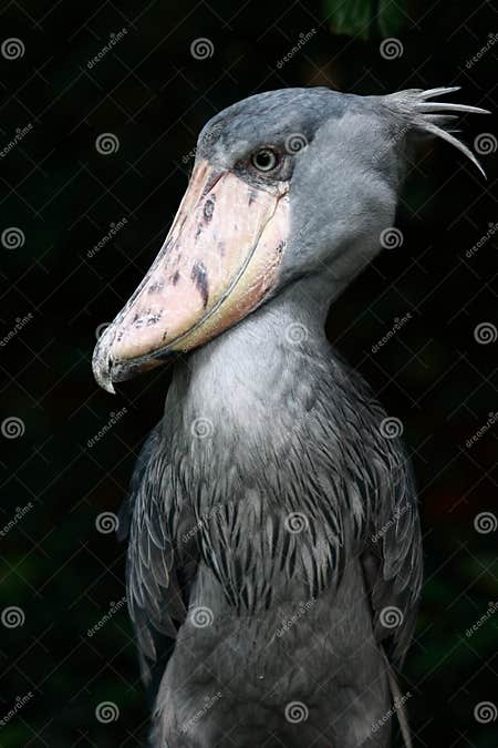 Shoebill stock photo. Image of bill, feathers, creature - 20791962