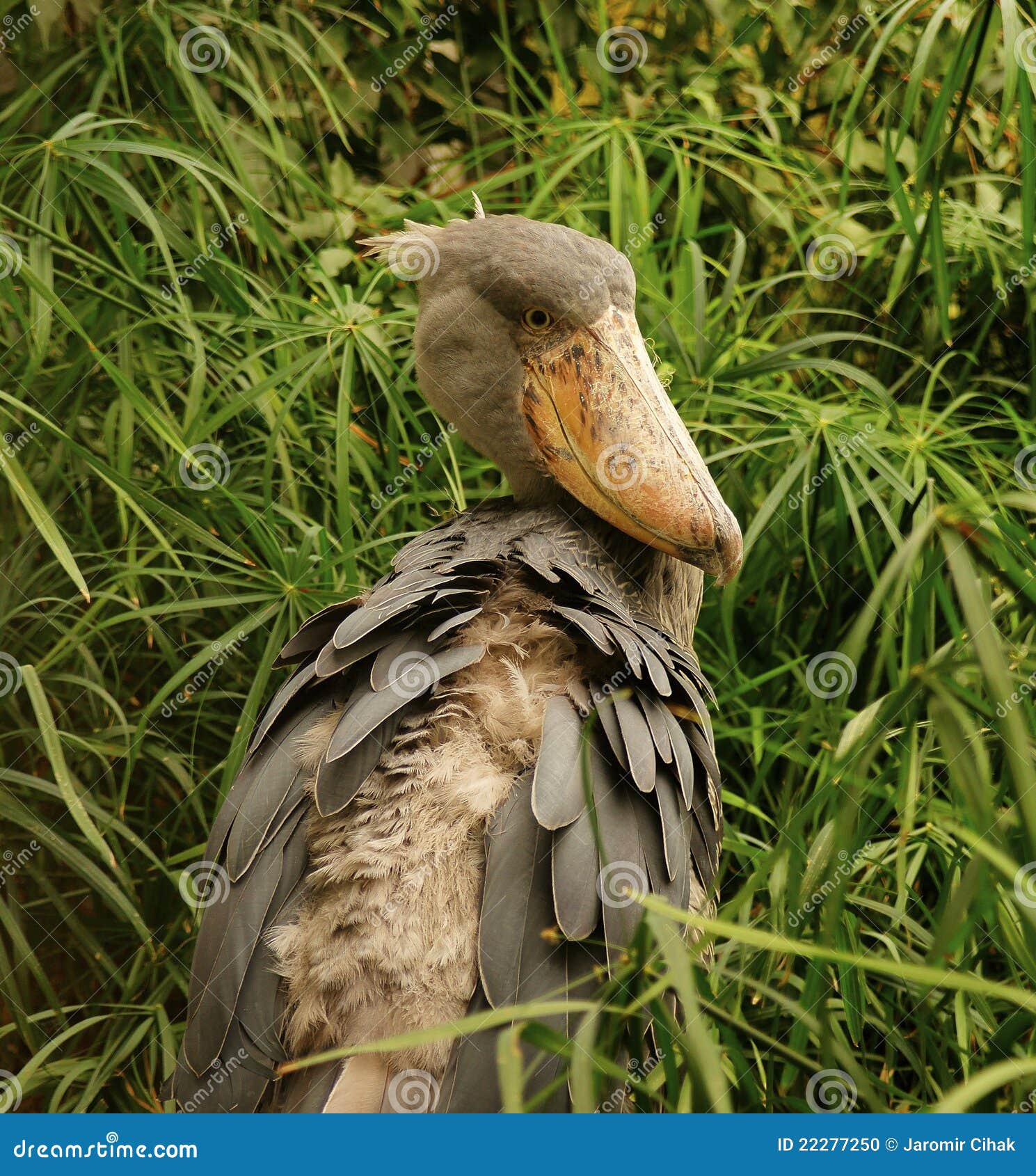 Shoebill stock photo. Image of shoebill, wading, wings - 22277250