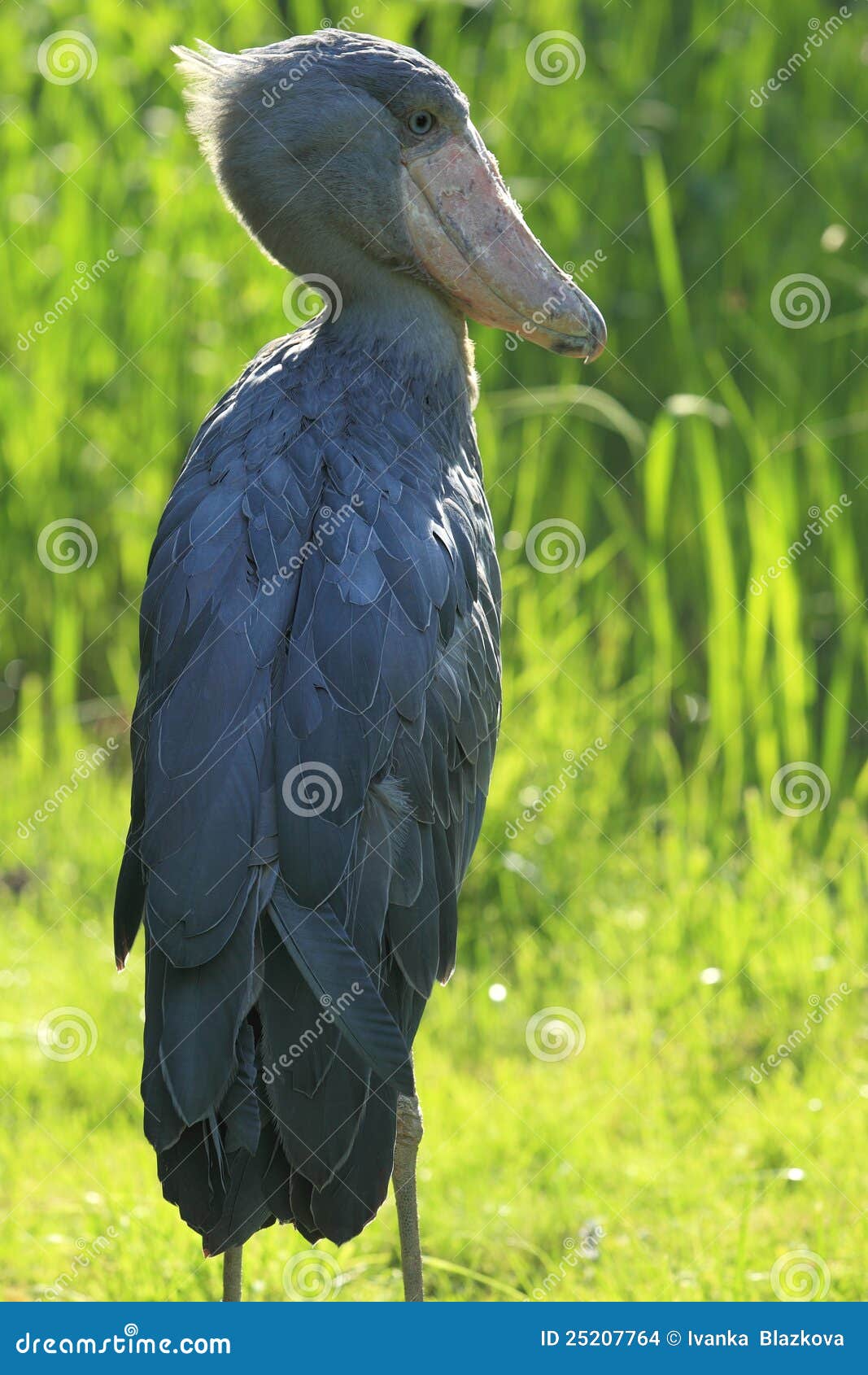 Shoebill Standing Very Straight Showing Full Height Stock Photography ...