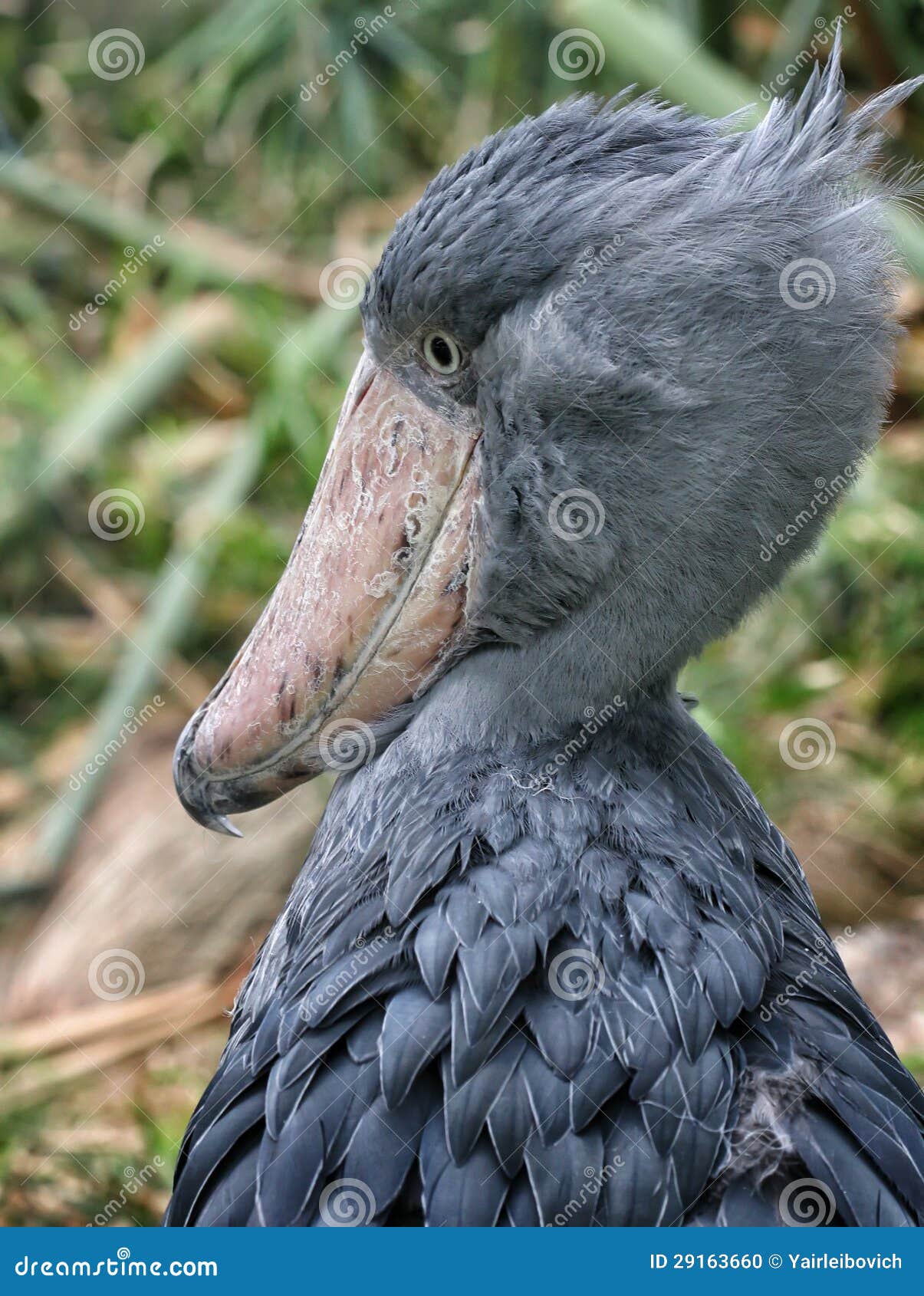Shoebill stock photo. Image of african, feathers, nature - 29163660