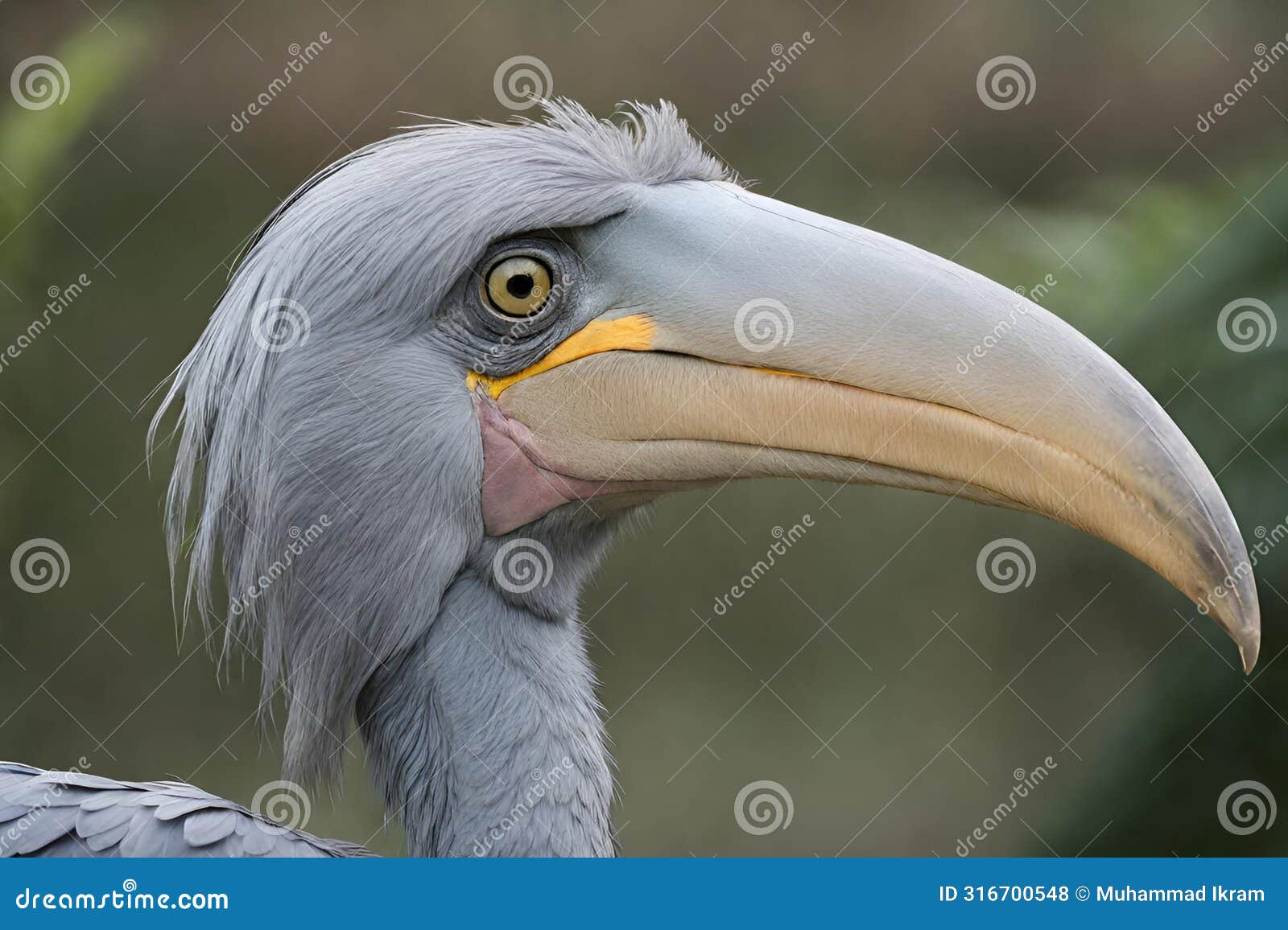 Majestic Shoebill Stork Standing Tall in Its Natural Habitat Stock ...
