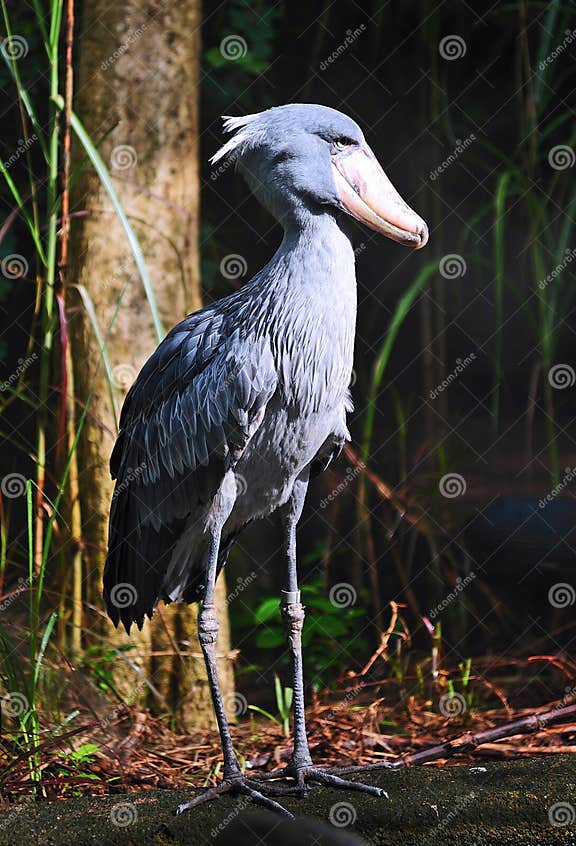 Shoebill stock image. Image of ancient, bird, balaenicipitidae - 7653273