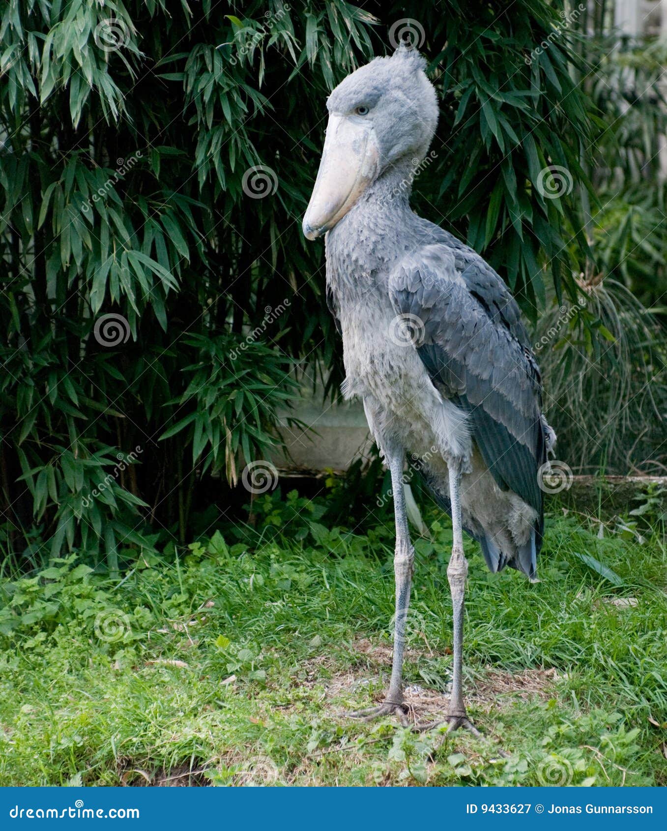 Shoebill Stock Photo | CartoonDealer.com #20791962