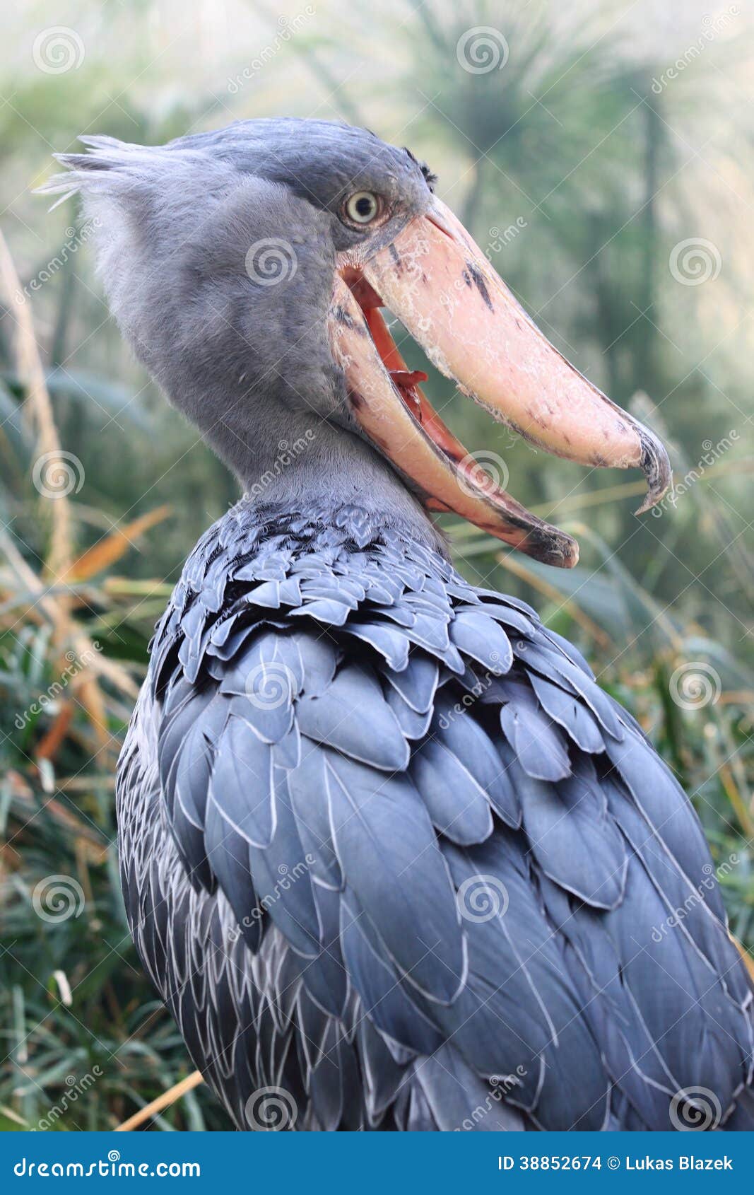 Shoebill stock photo. Image of open, adult, nature, grassland - 38852674