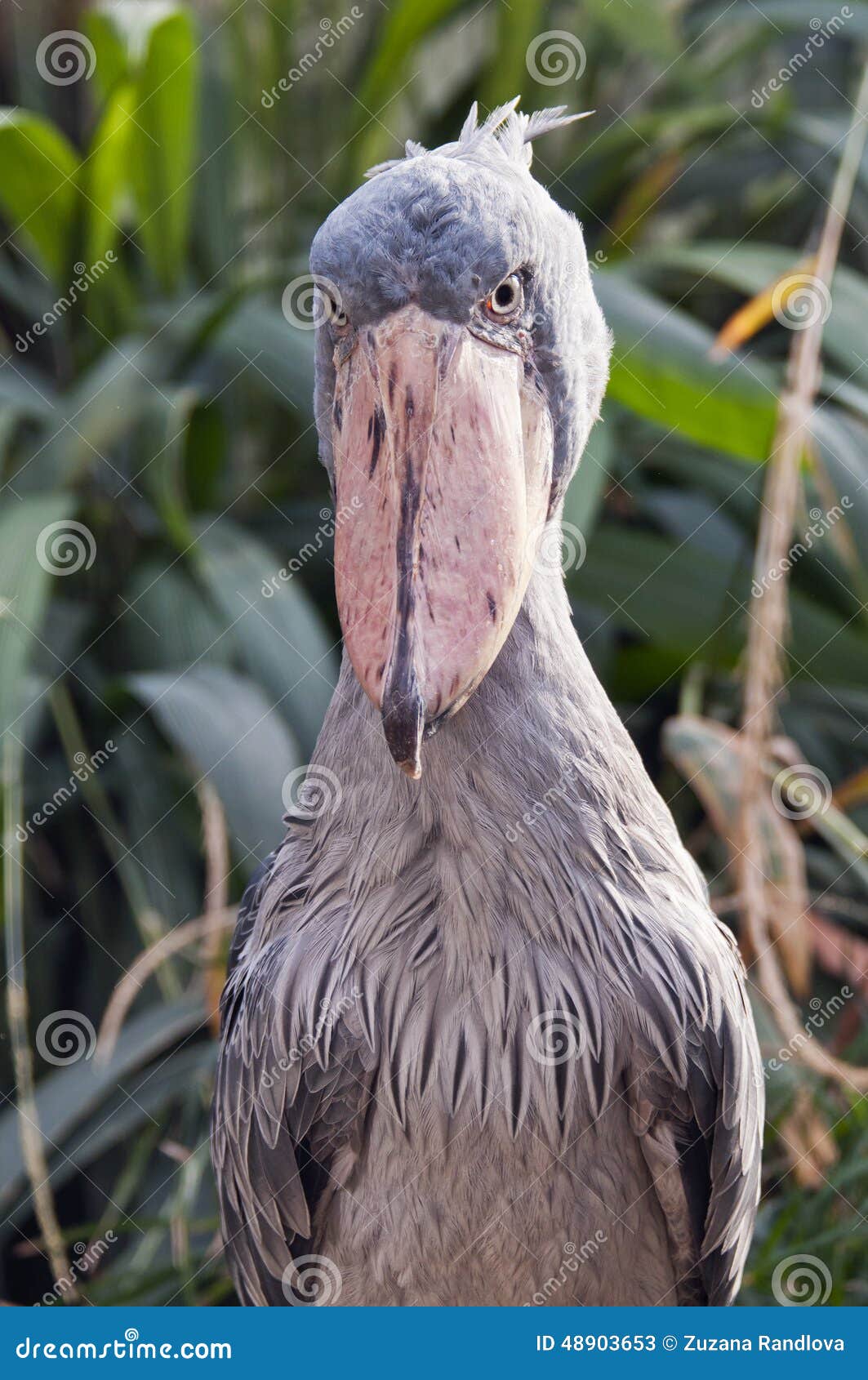 Shoebill stock image. Image of head, bird, bill, nature - 48903653