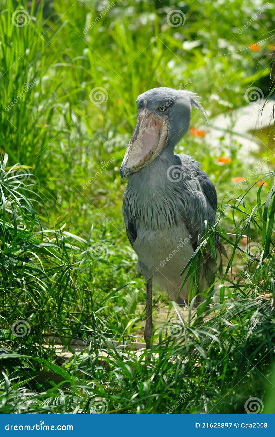 Shoebill, Balaeniceps Rex, Hidden In The Green Vegetation. Portrait Of ...