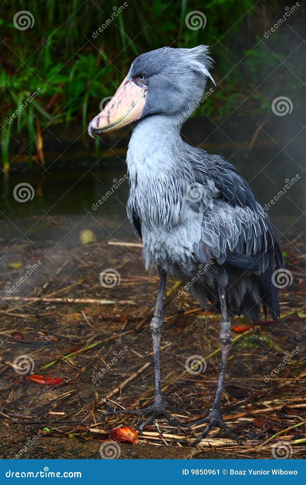 Shoebill Stock Photo | CartoonDealer.com #20791962