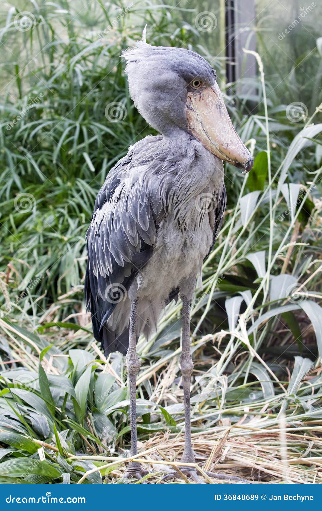 Shoebill - Balaeniceps rex stock image. Image of closeup - 36840689