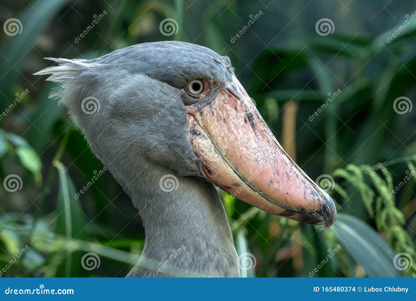 Shoebill Standing Very Straight Showing Full Height Stock Photography ...