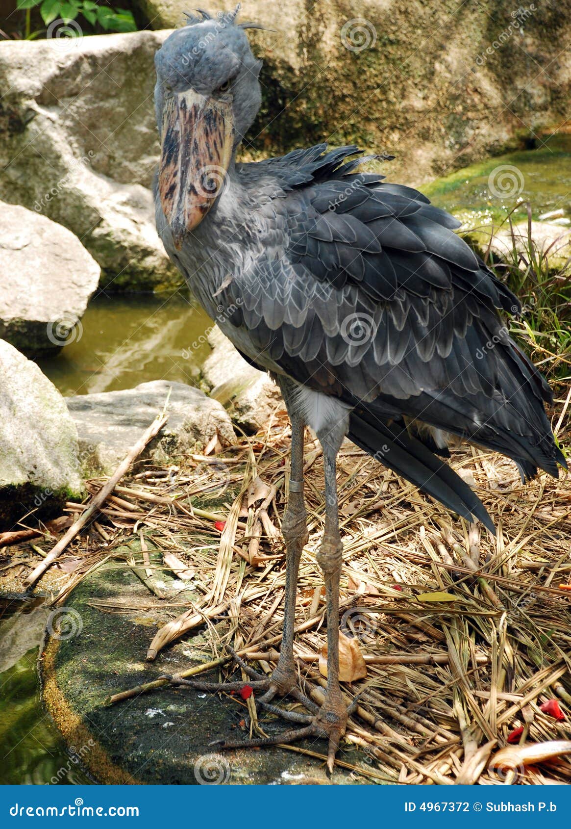 Shoebill bird portrait stock photo. Image of gazing, park - 4967372