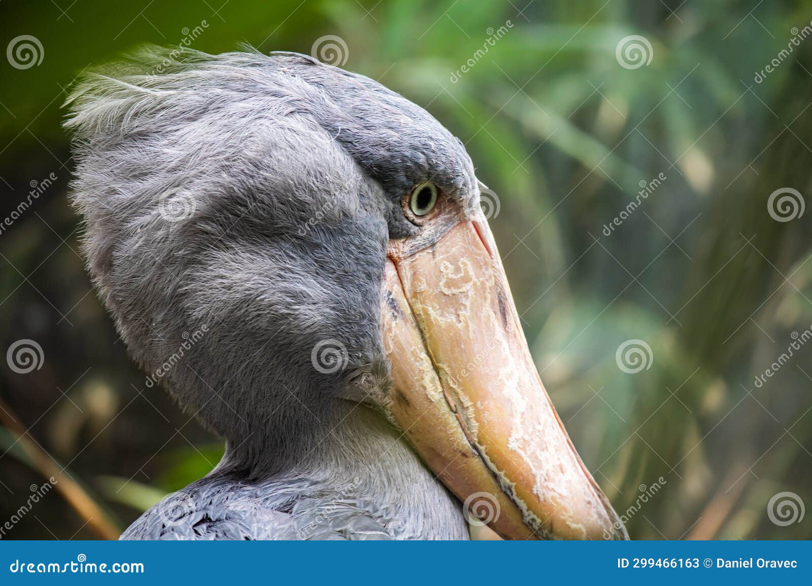 Shoebill Bird Portrait, Profile of Big Bird Stock Image - Image of ...