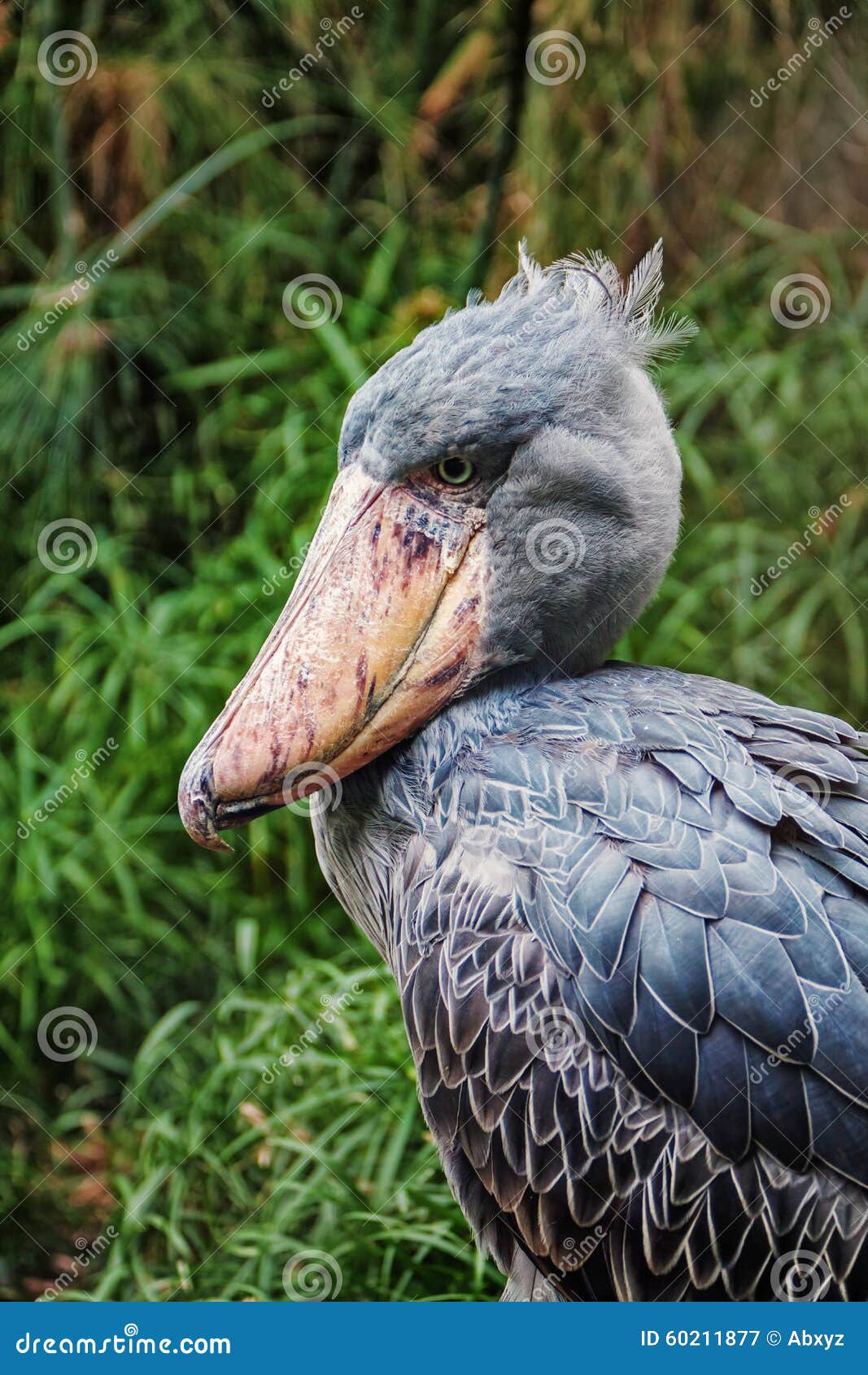 Shoebill stock image. Image of portrait, head, avian - 60211877