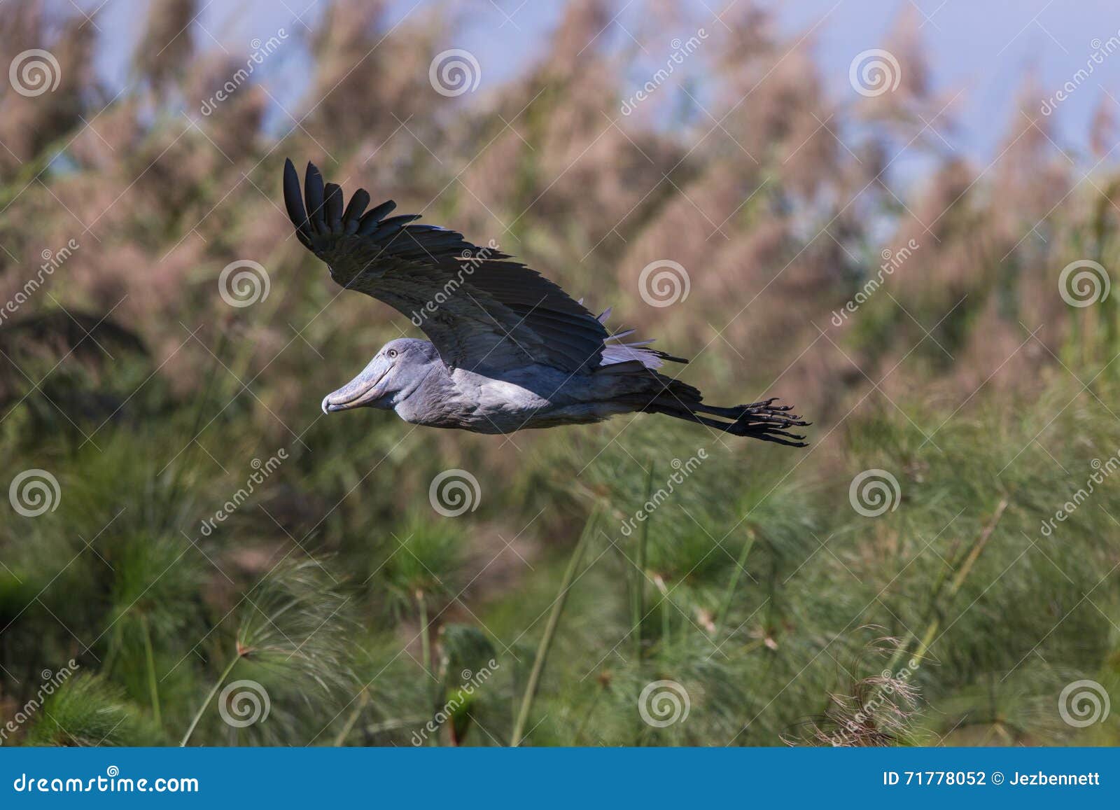 Shoebill stock photo. Image of shoebill, billed, stork - 71778052