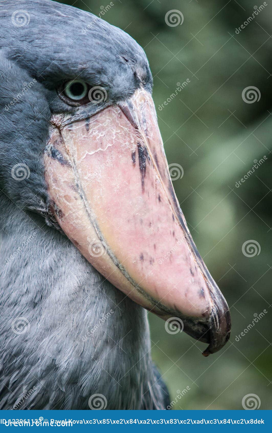 Angry Shoebill