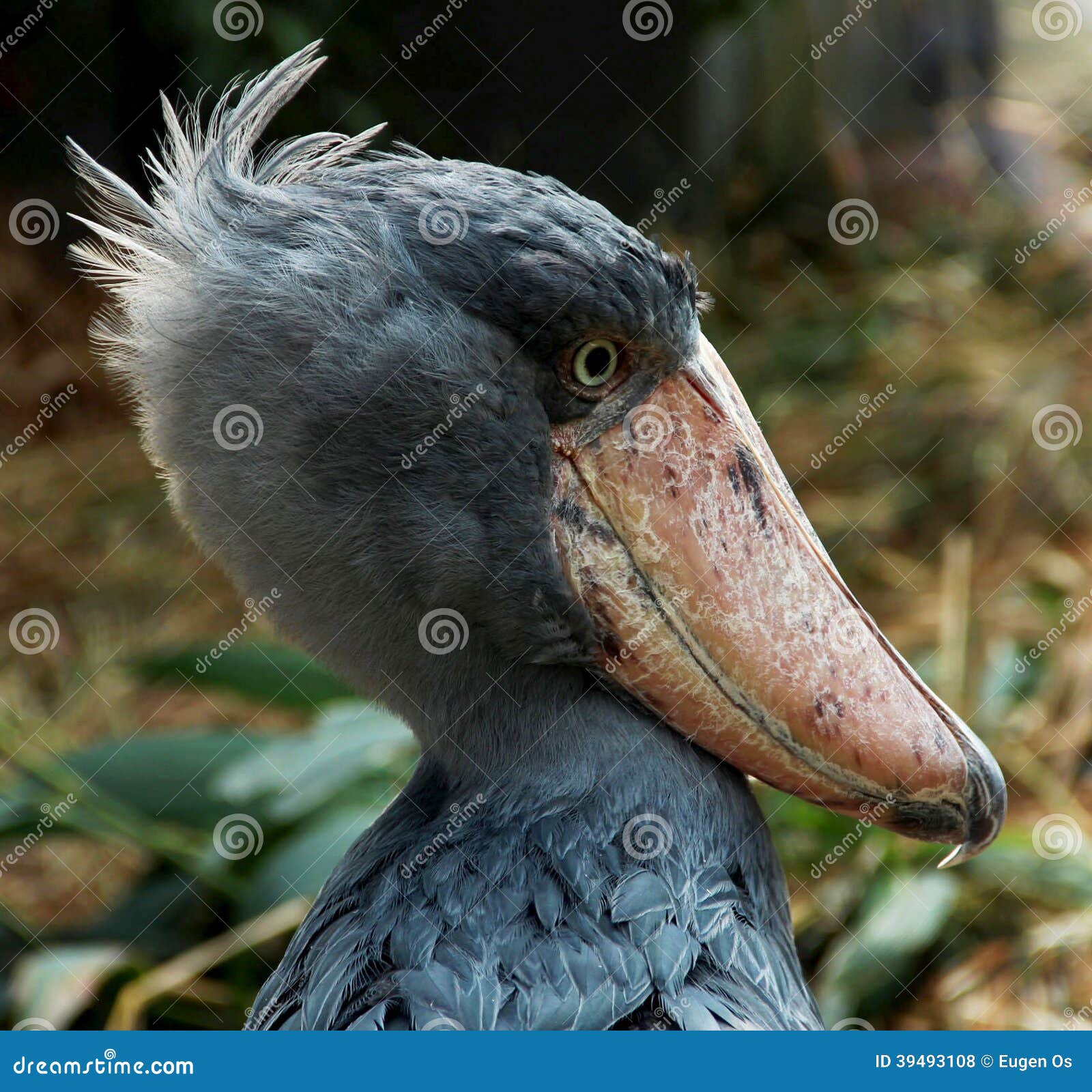 Shoebill stock photo. Image of color, shoebill, grey - 39493108