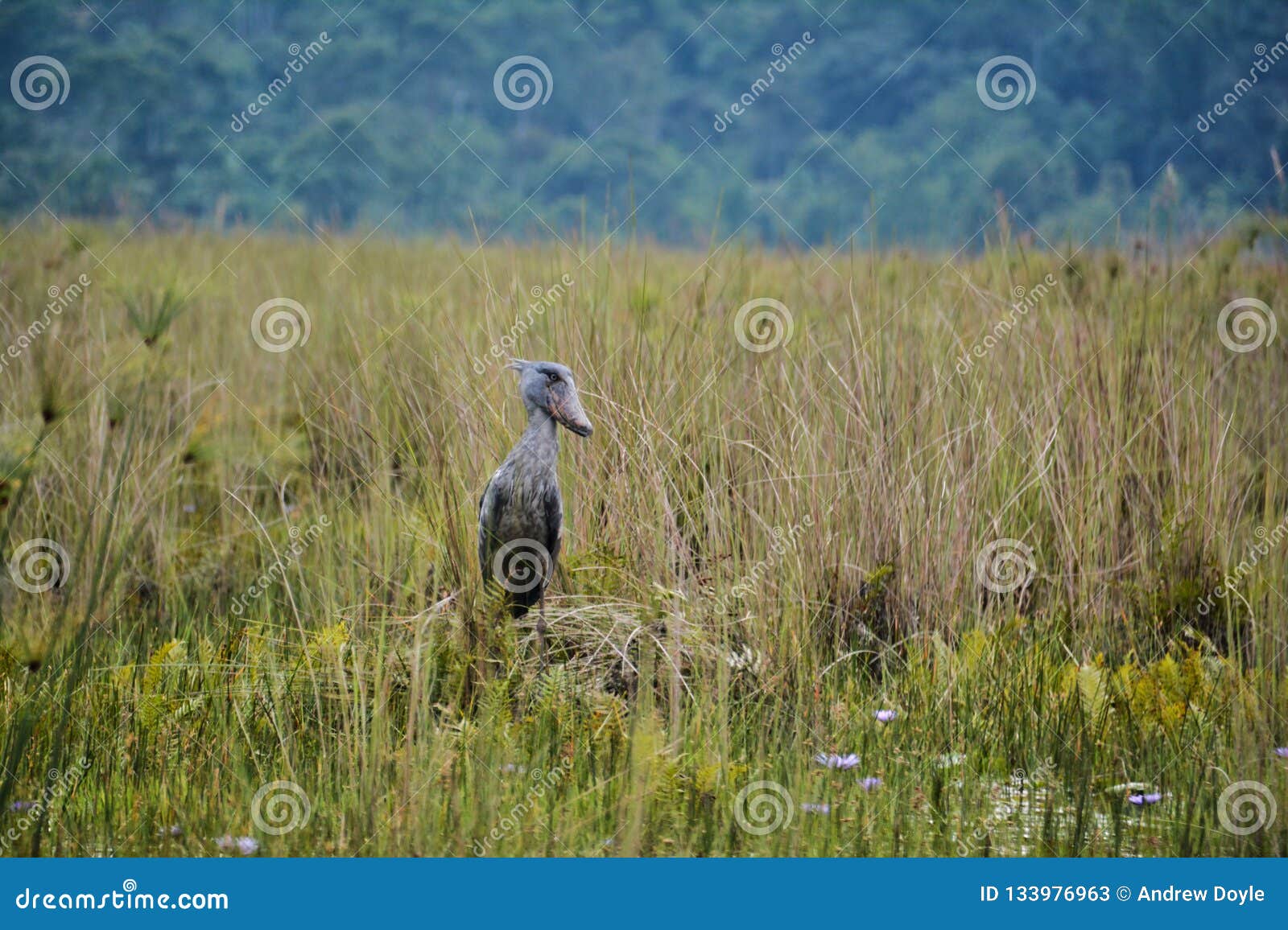 Shoebill Looking Far Off into Distance Stock Image - Image of ancient ...