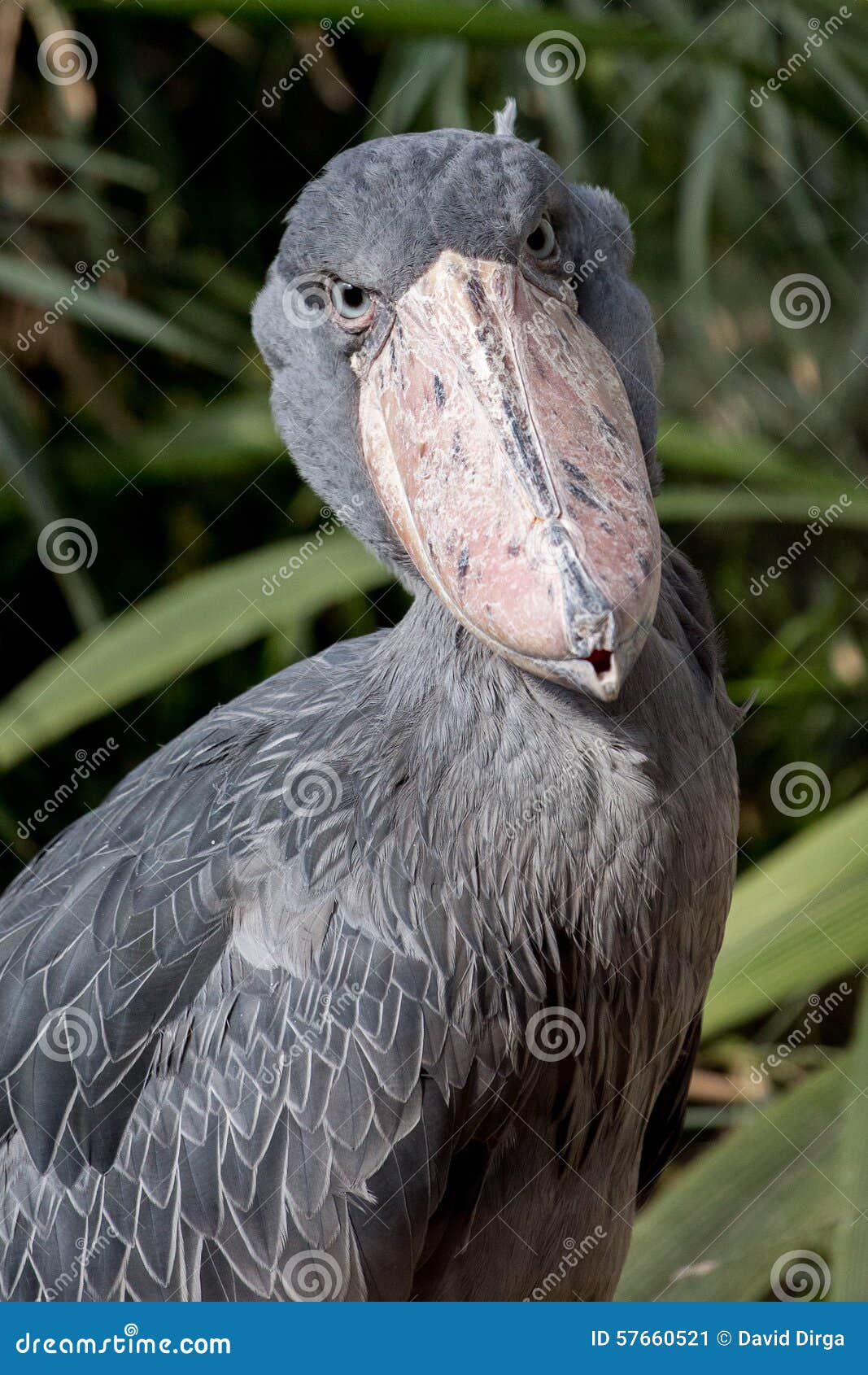 Shoebill stock image. Image of bird, feathers, shoebill - 57660521