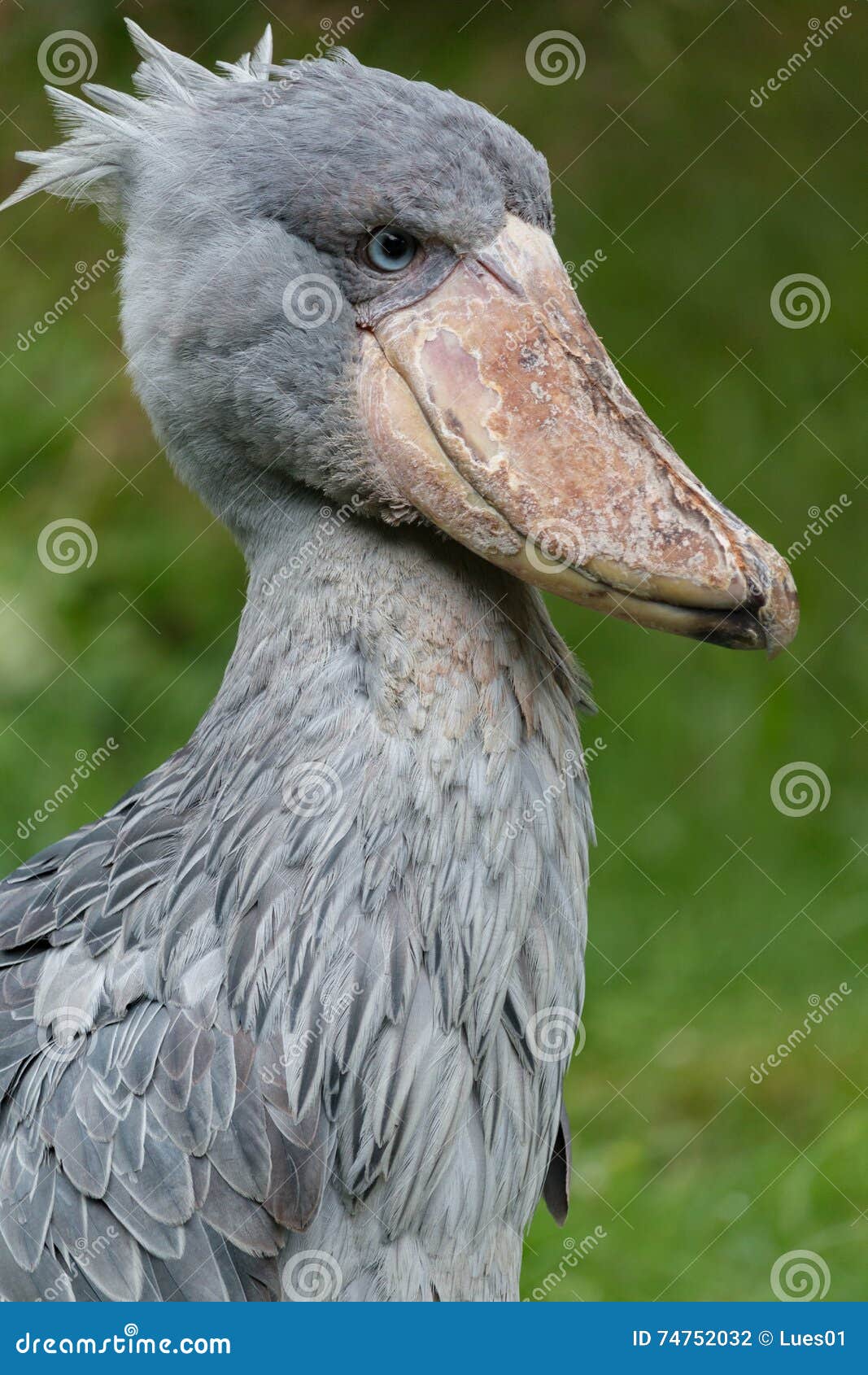 Shoebill stock photo. Image of rare, shoebill, blue, bird - 74752032