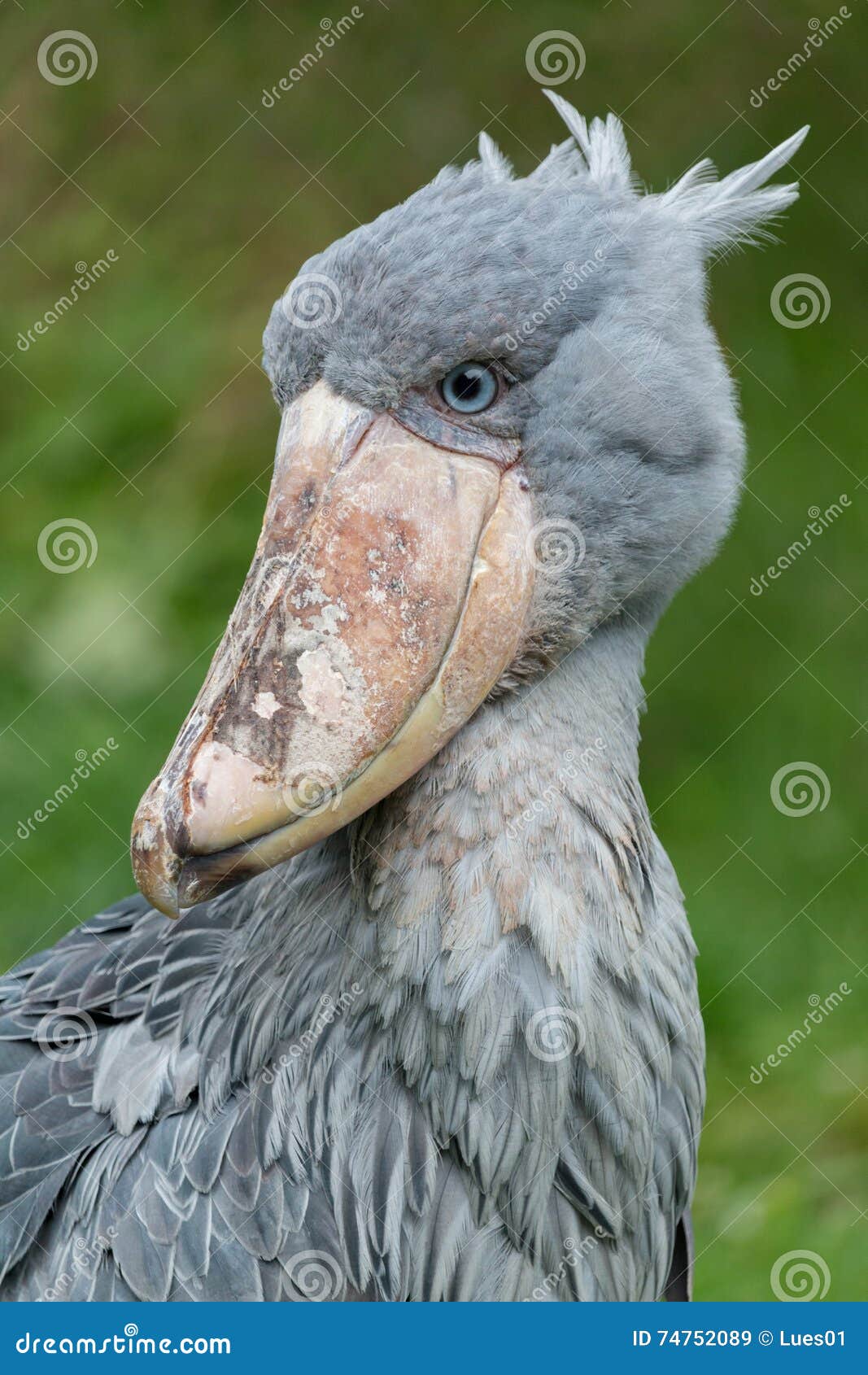 Shoebill stock image. Image of adult, nature, beautiful - 74752089