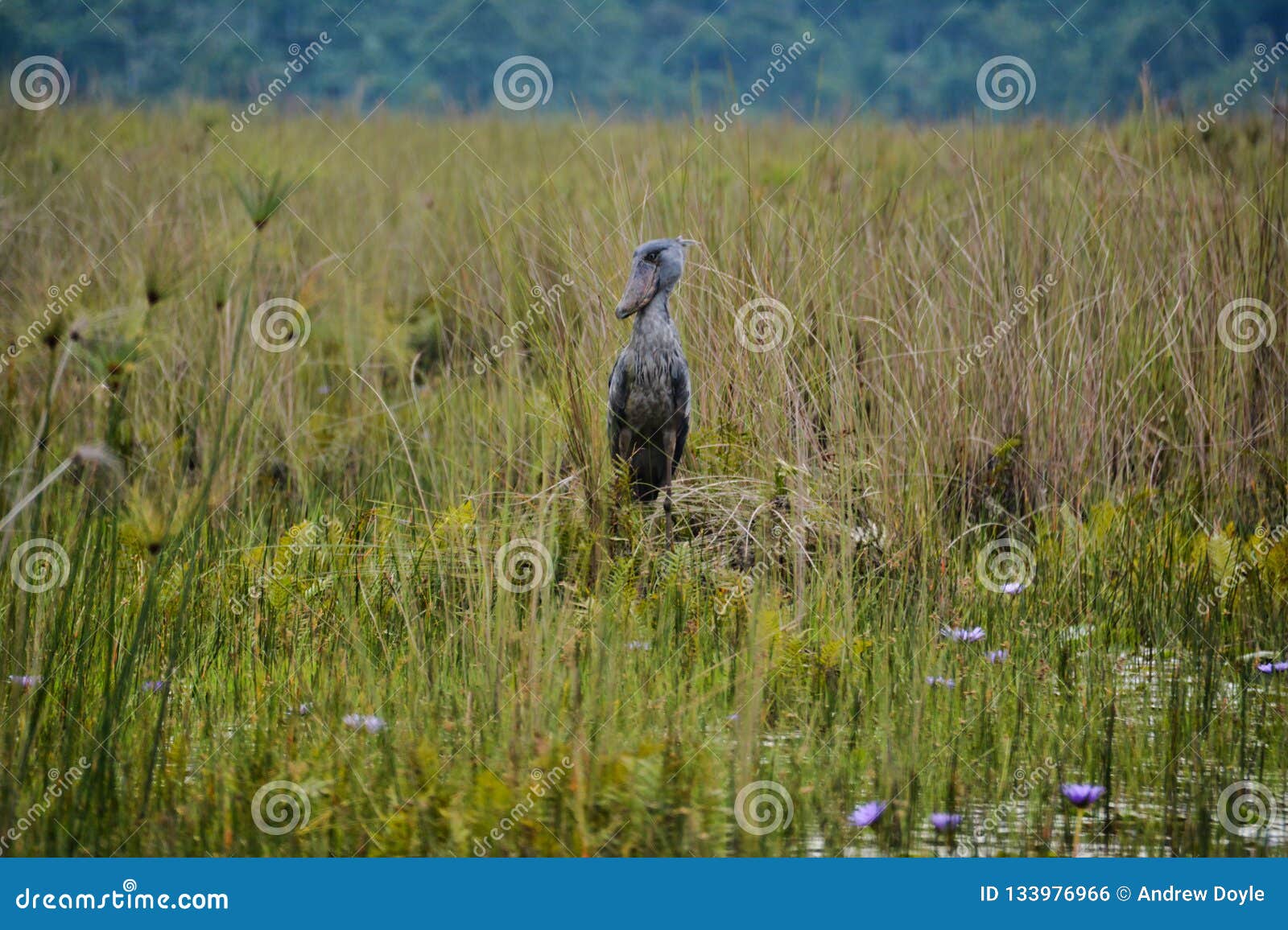 Shoebill Standing Very Straight Showing Full Height Stock Photo - Image ...
