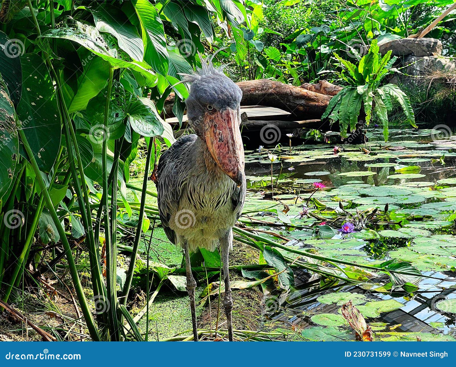 Shoebill Standing on the Waterside Stock Photo Stock Image - Image of ...