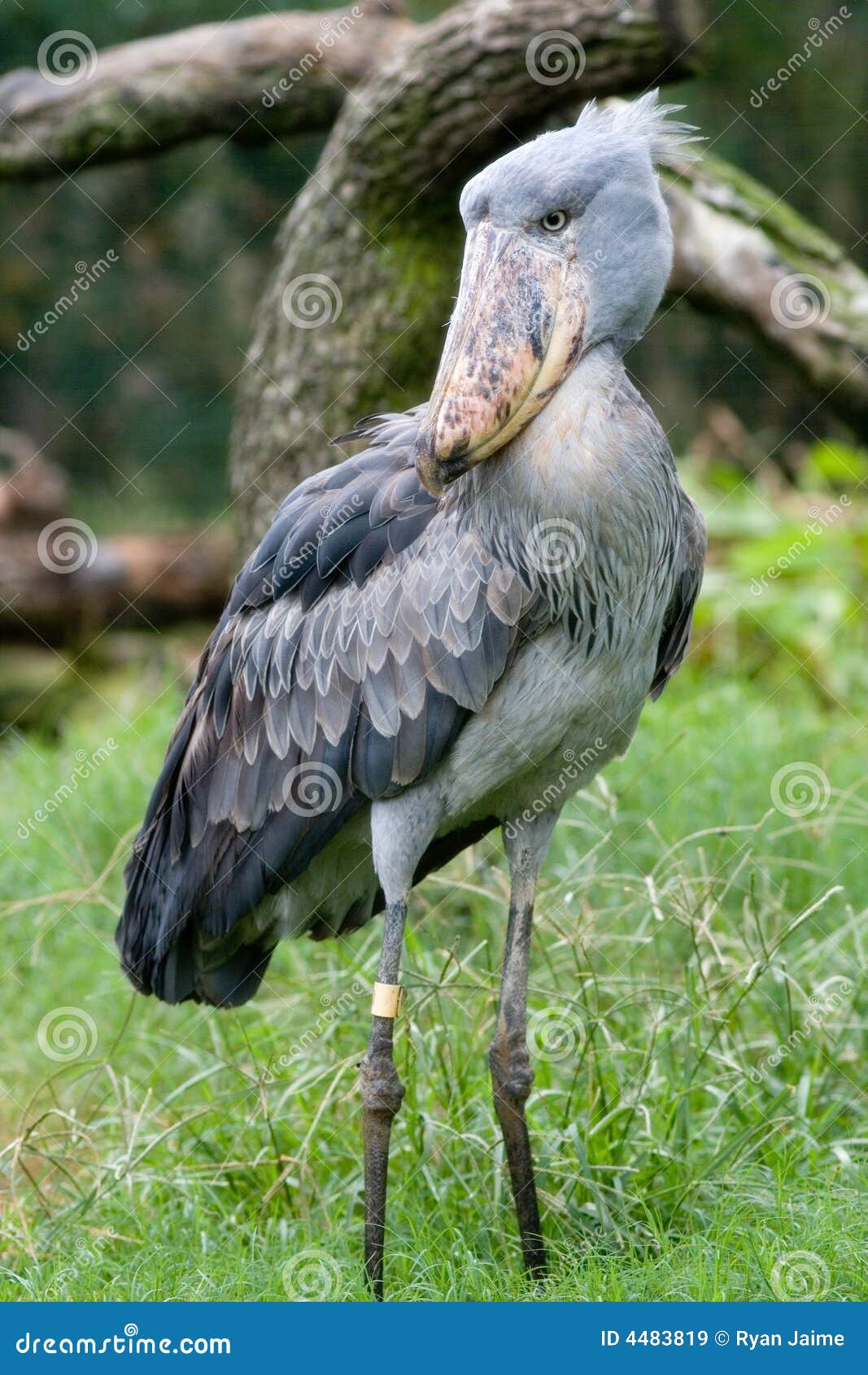 Shoebill Stork stock image. Image of large, silver, bird - 4483819