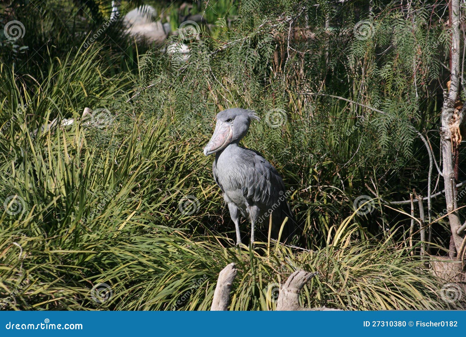 Shoebill Stork Prehistoric Life Bird In Tokyo Zoo Royalty-Free Stock ...