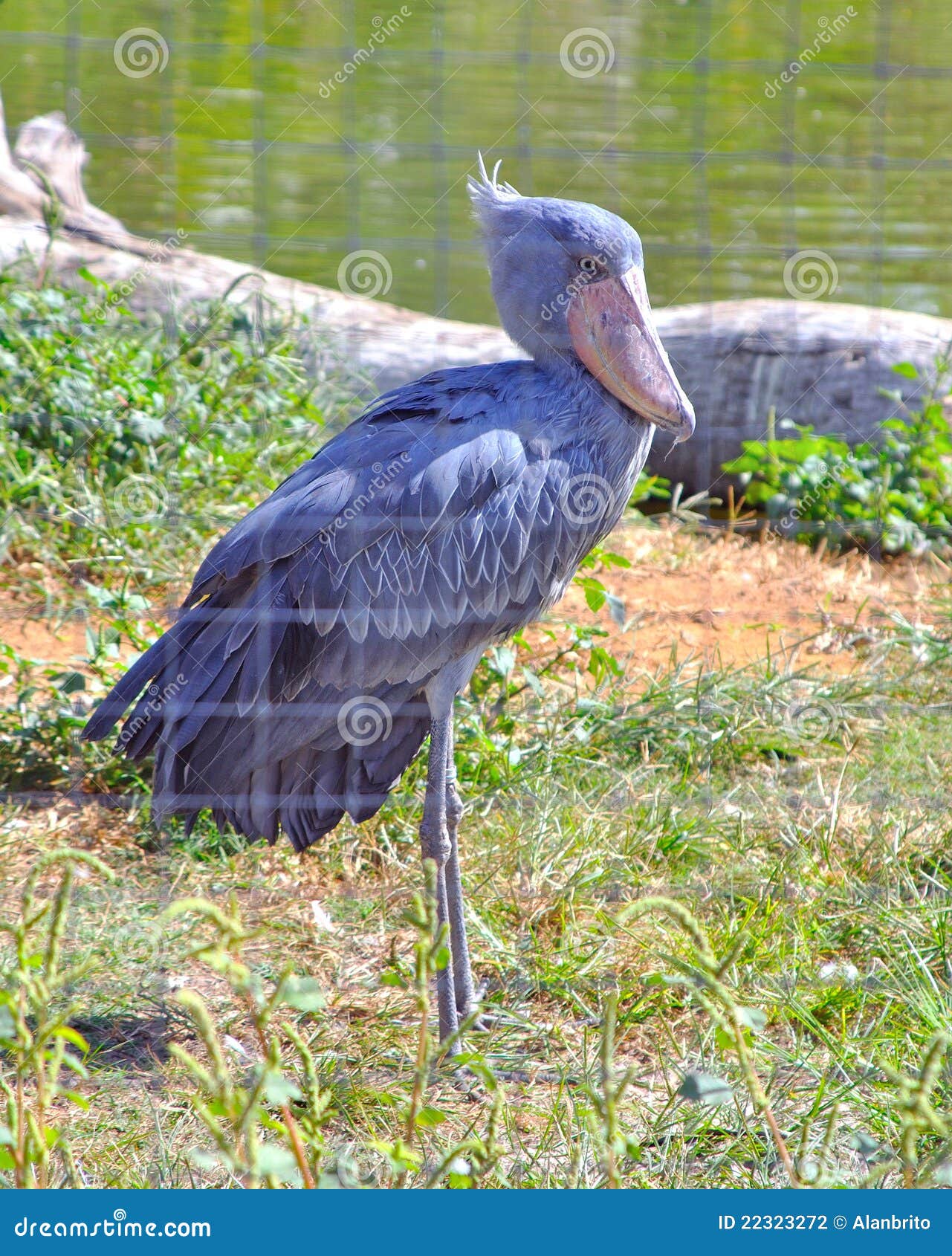Shoebill Stork bird stock photo. Image of lake, tampa - 22323272