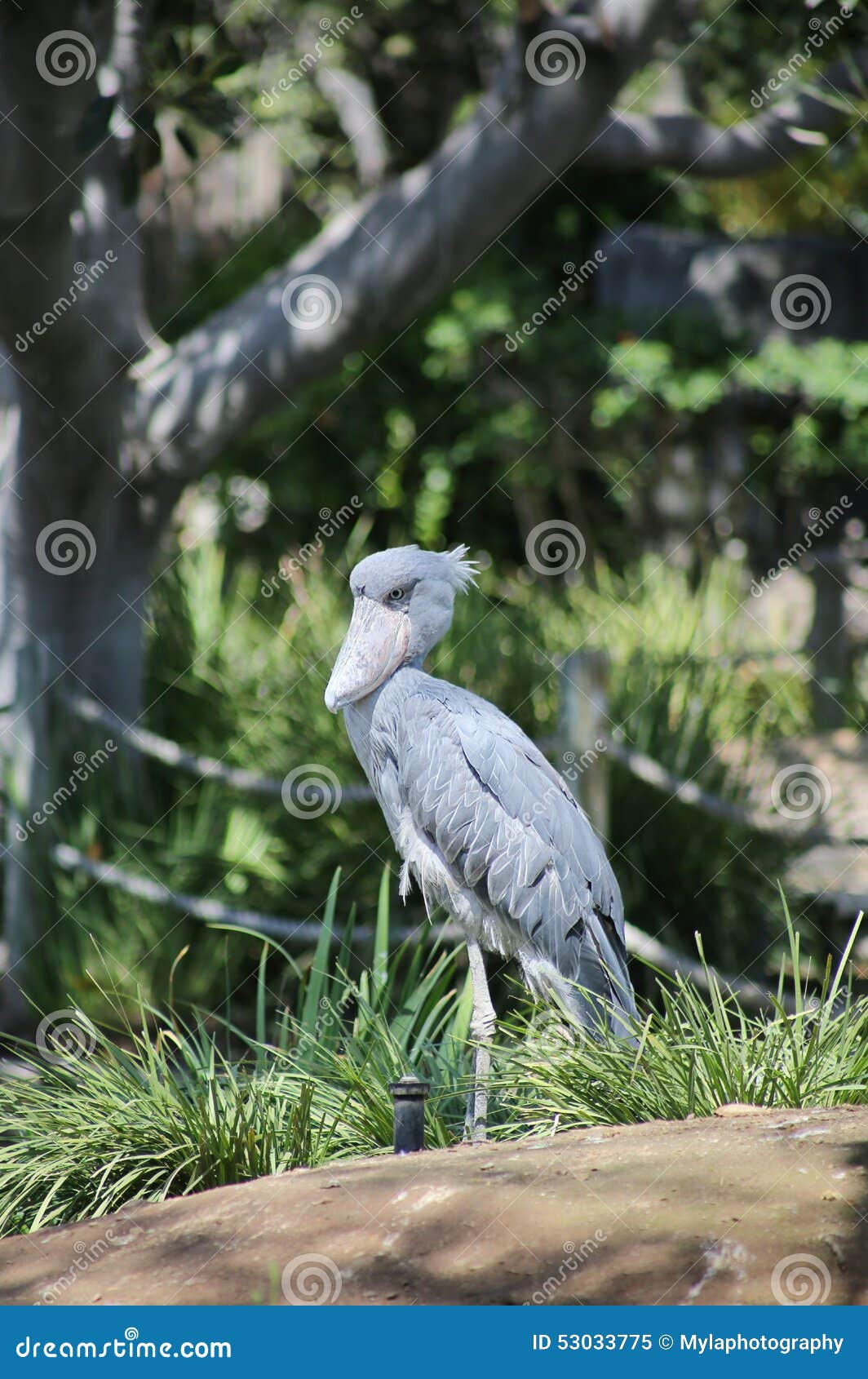 Shoebill stork stock image. Image of lake, chordata, looking - 53033775