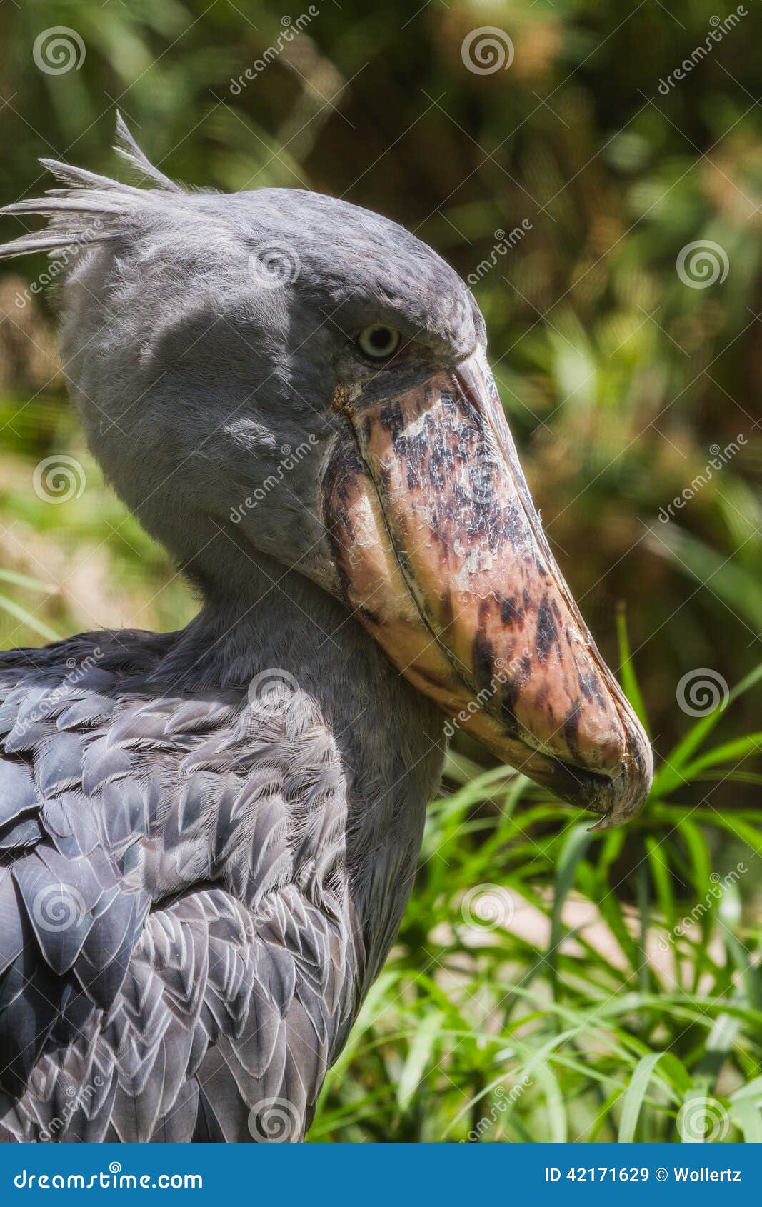 Shoebill stork stock image. Image of wildlife, uncommon - 42171629
