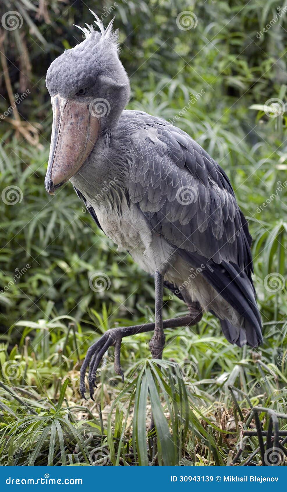 Shoebill Stork Prehistoric Life Bird In Tokyo Zoo Royalty-Free Stock ...
