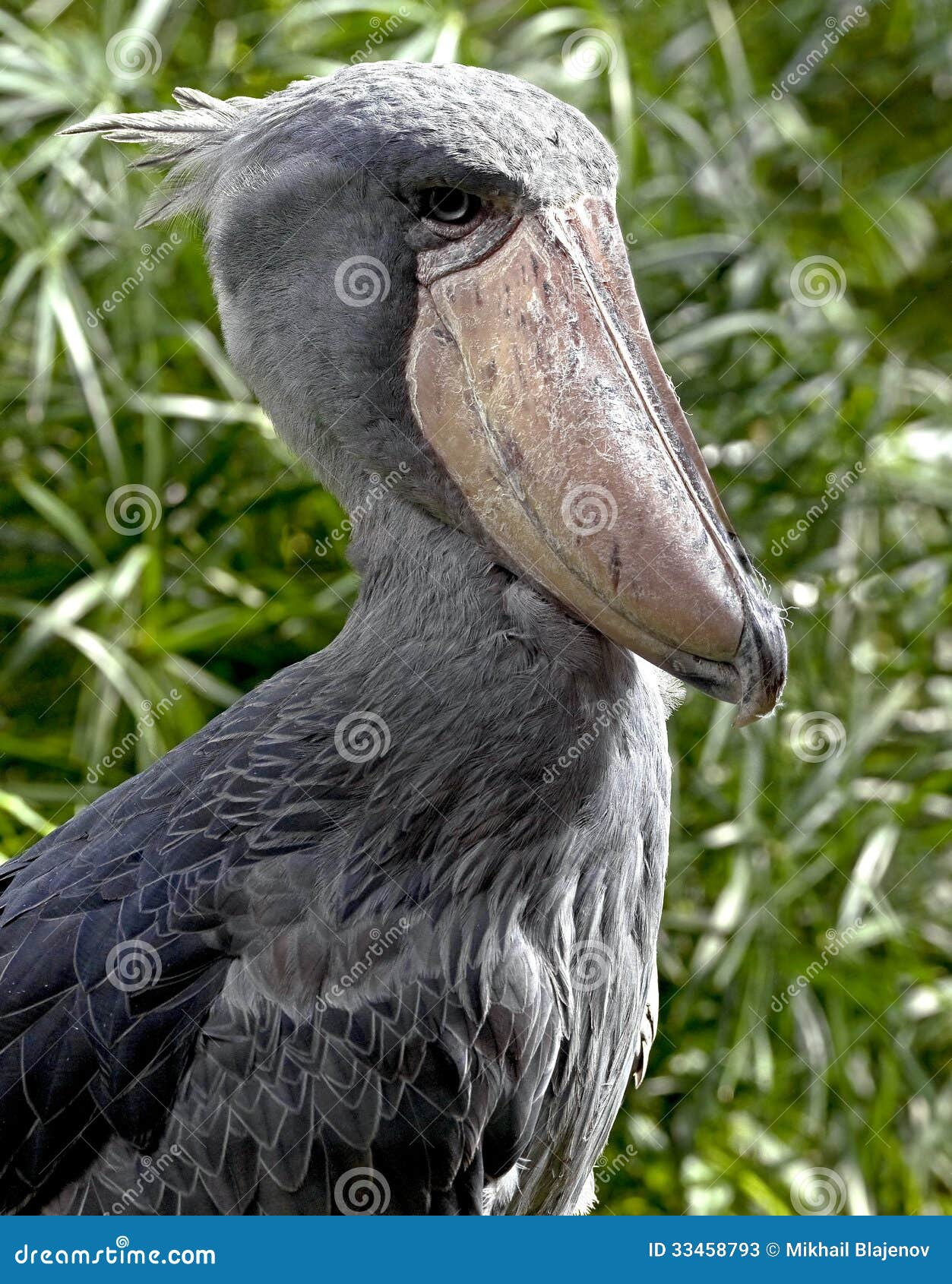 Shoebill Stork Prehistoric Life Bird In Tokyo Zoo Royalty-Free Stock ...