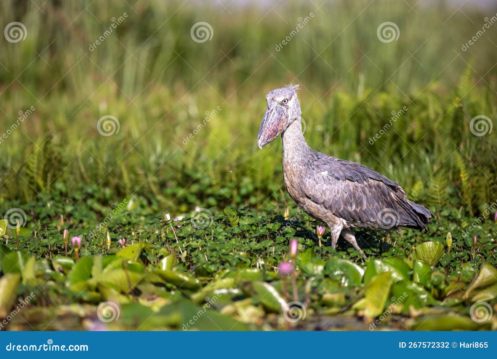 Shoebill Stork stock photo. Image of bird, uganda, status - 267572332