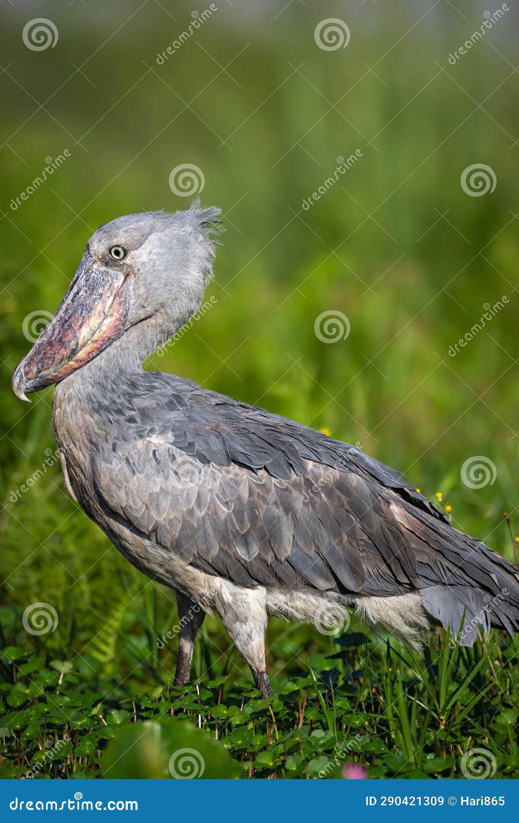 Shoebill Stork Uganda stock image. Image of vulnerable - 290421309