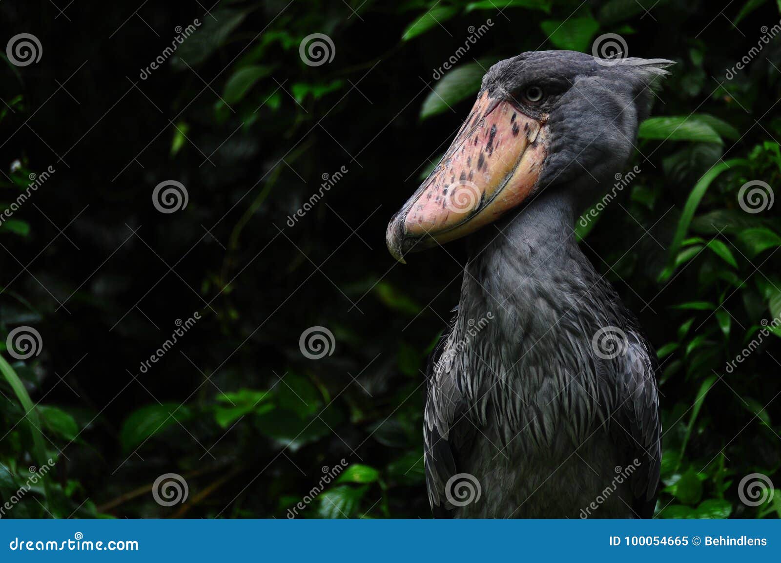 Ugly Bird With A Very Long Beak - Australian Ibis Stock Photography ...