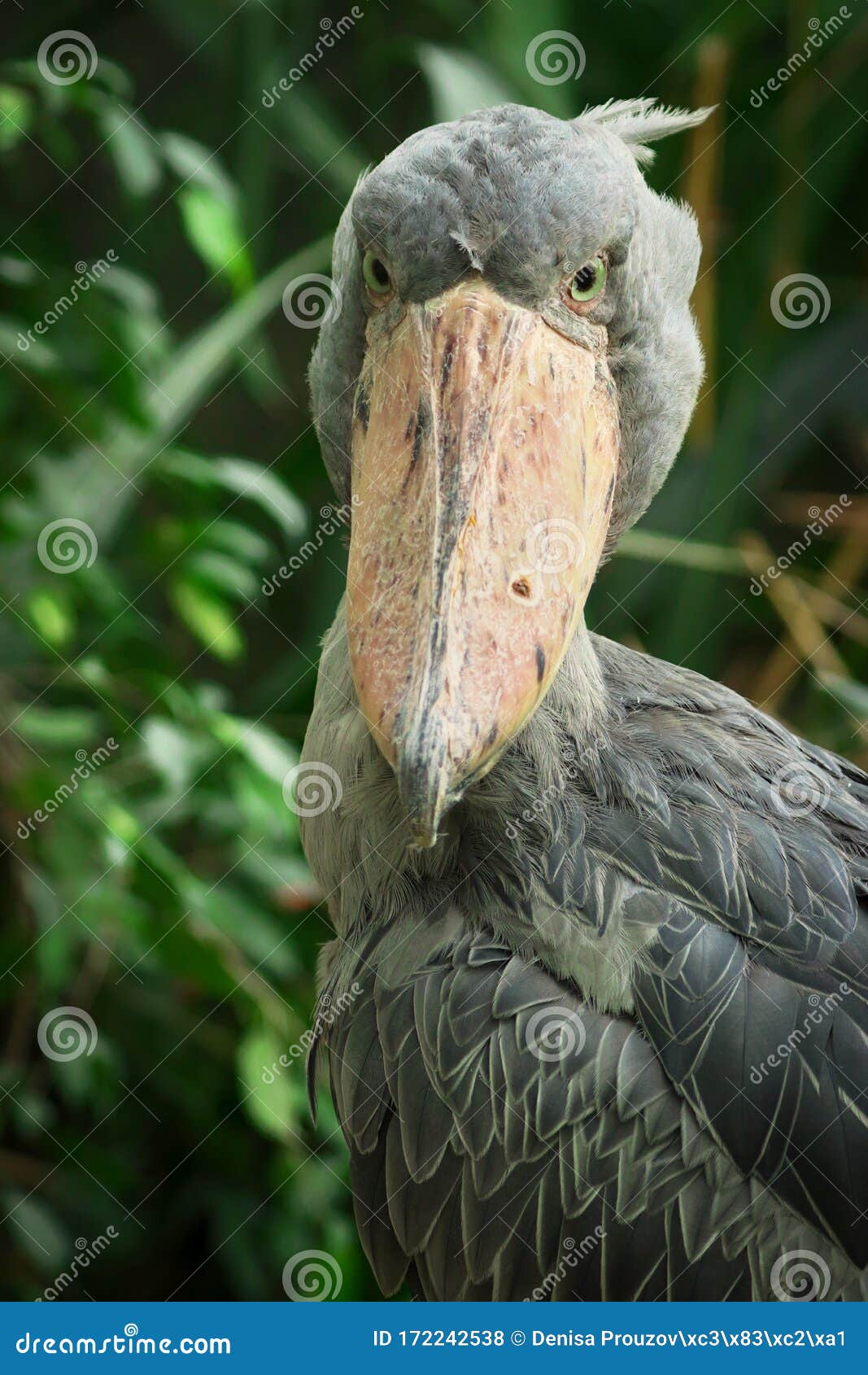 Shoebill in zoo stock photo. Image of ornithology, leaf - 172242538