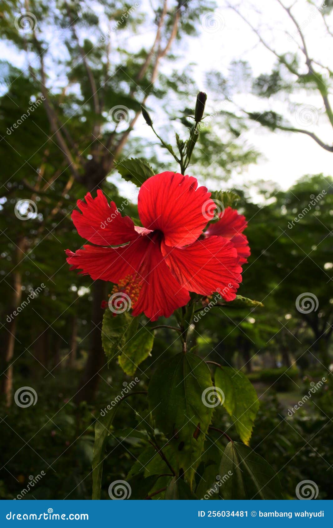 Shoeblack Plant with Red Flower Stock Image - Image of sunlight ...