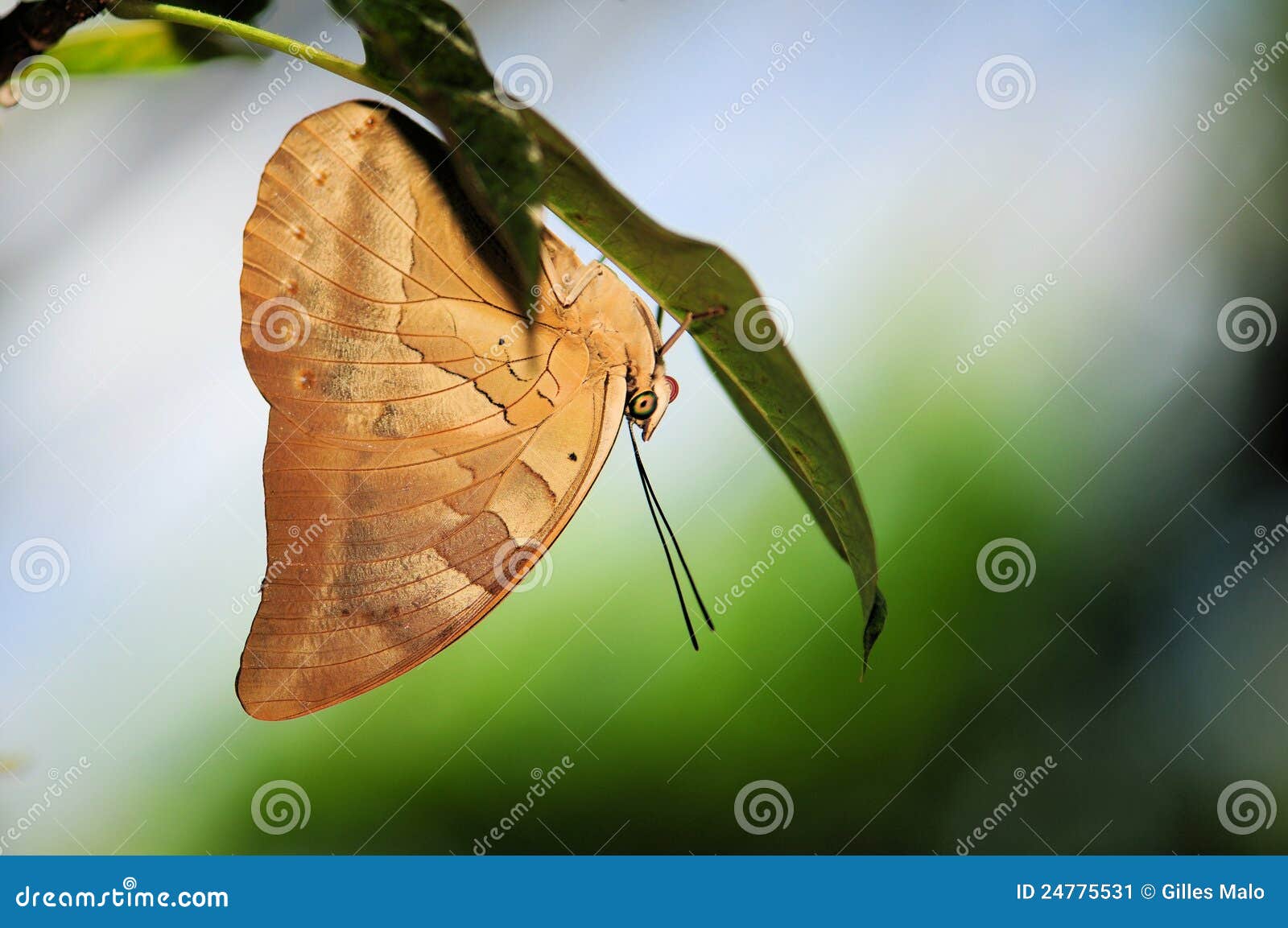Shoemaker Butterfly (underside) Stock Image - Image of beige, colour ...