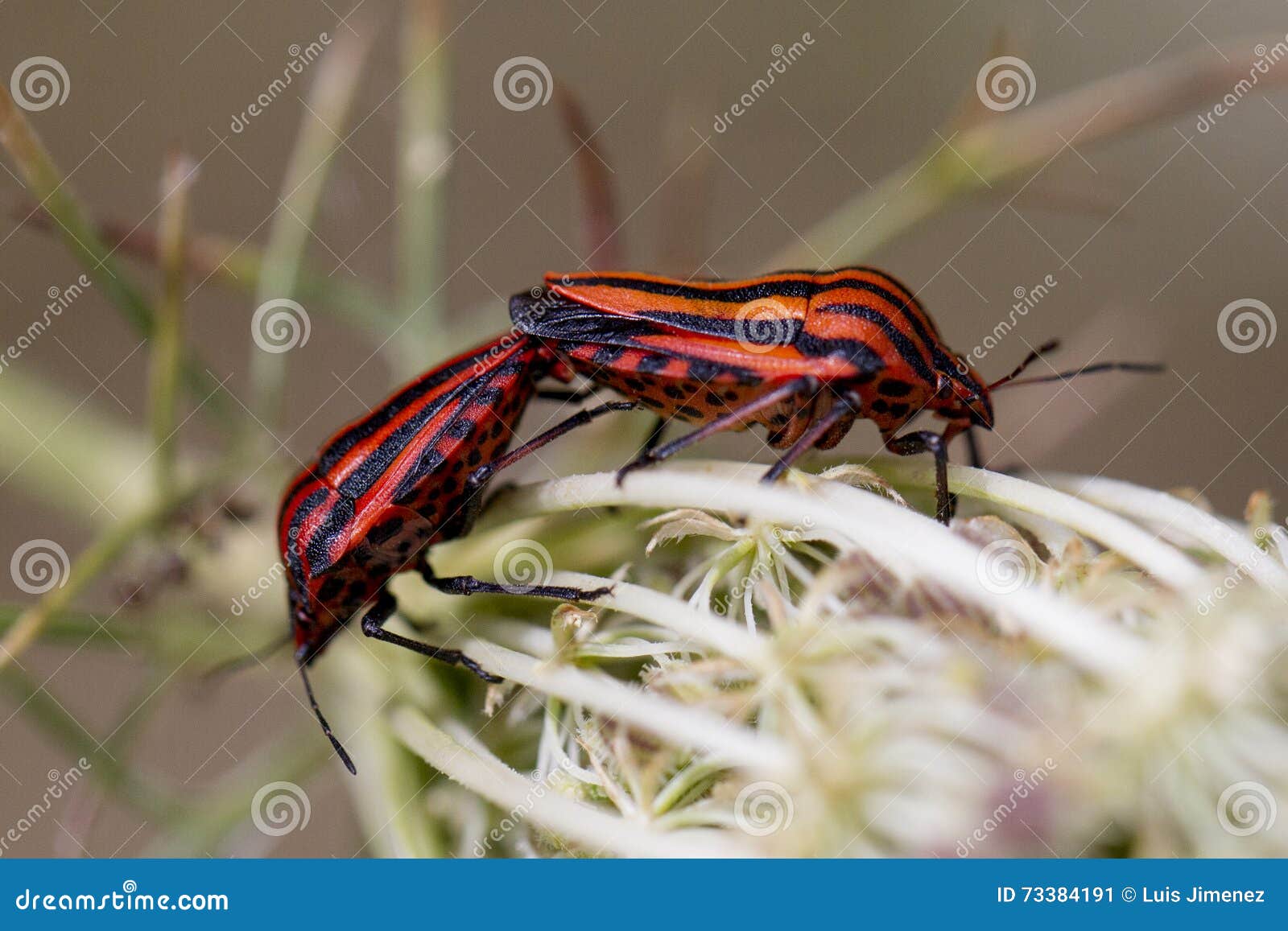 Shoemakers stock image. Image of cobbler, small, animal - 73384191