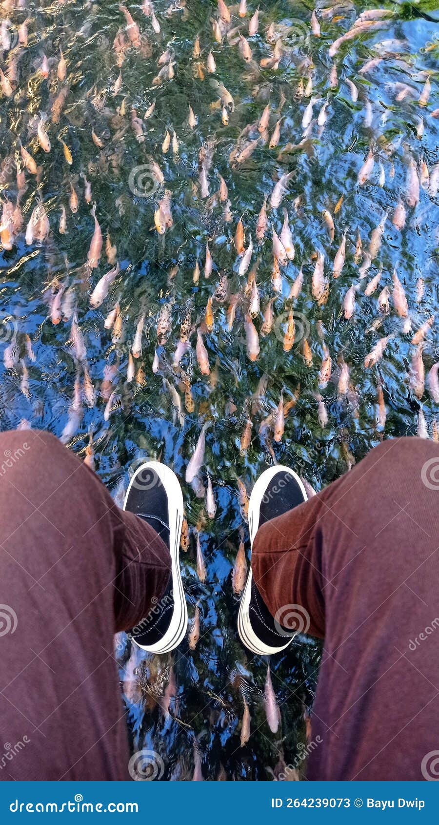 Shoes and Fish stock image. Image of fish, shoes, swimming - 264239073