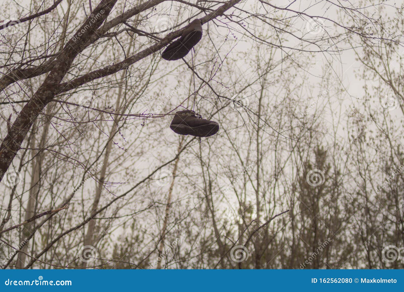 Shoes Hanging on Tree Branches. Worn Boots Stock Photo - Image of ...
