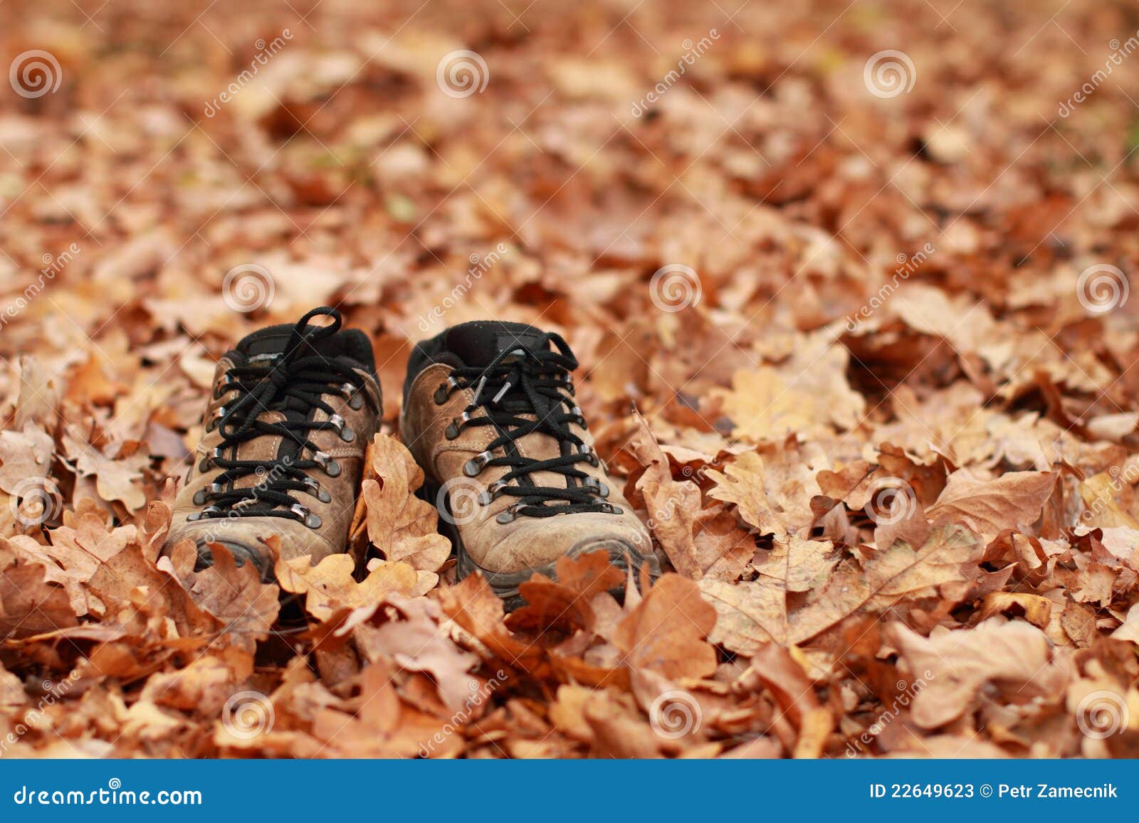 Shoes on lieves stock image. Image of brown, fall, leaves - 22649623