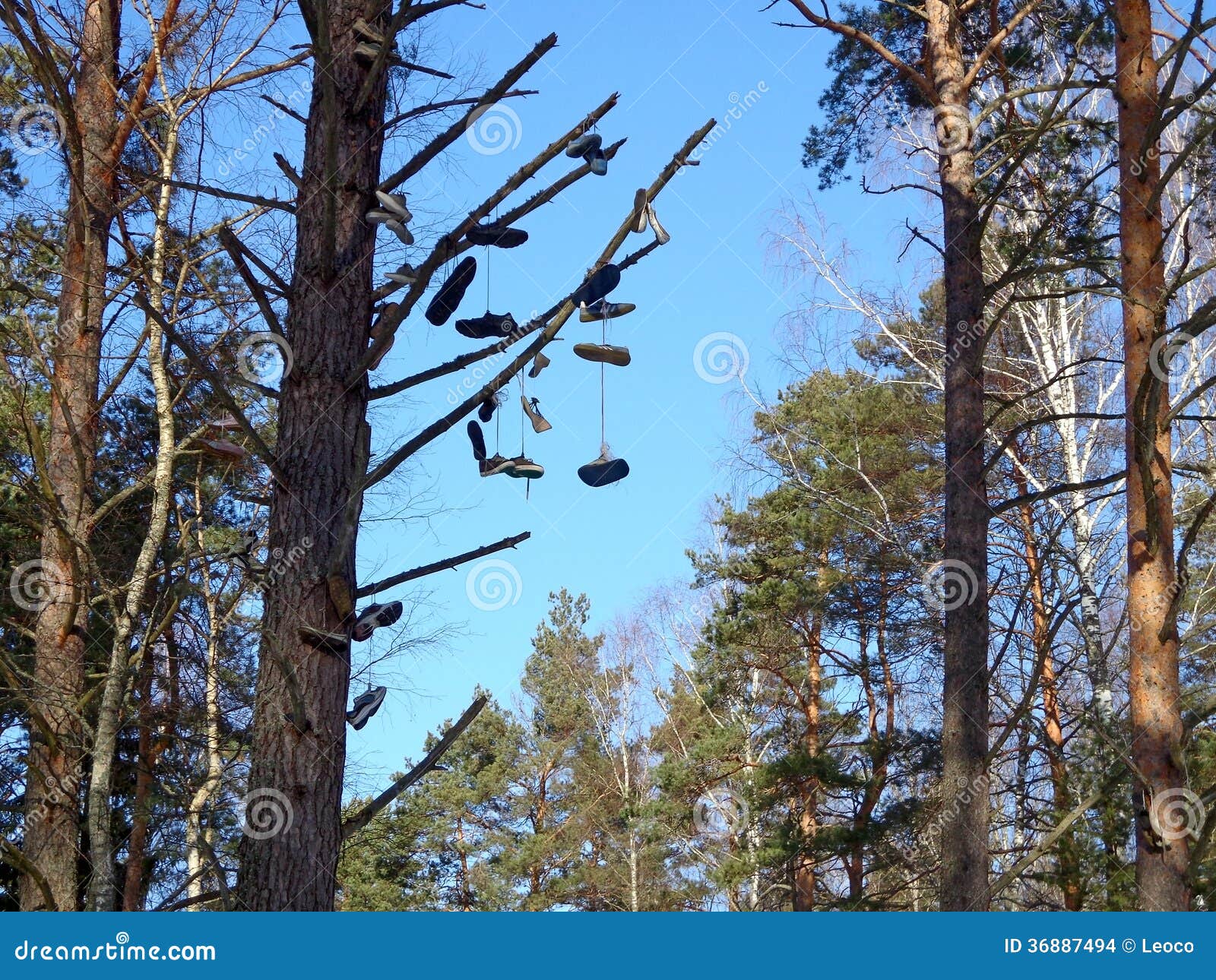 Shoes stock photo. Image of footwear, forest, nature - 36887494