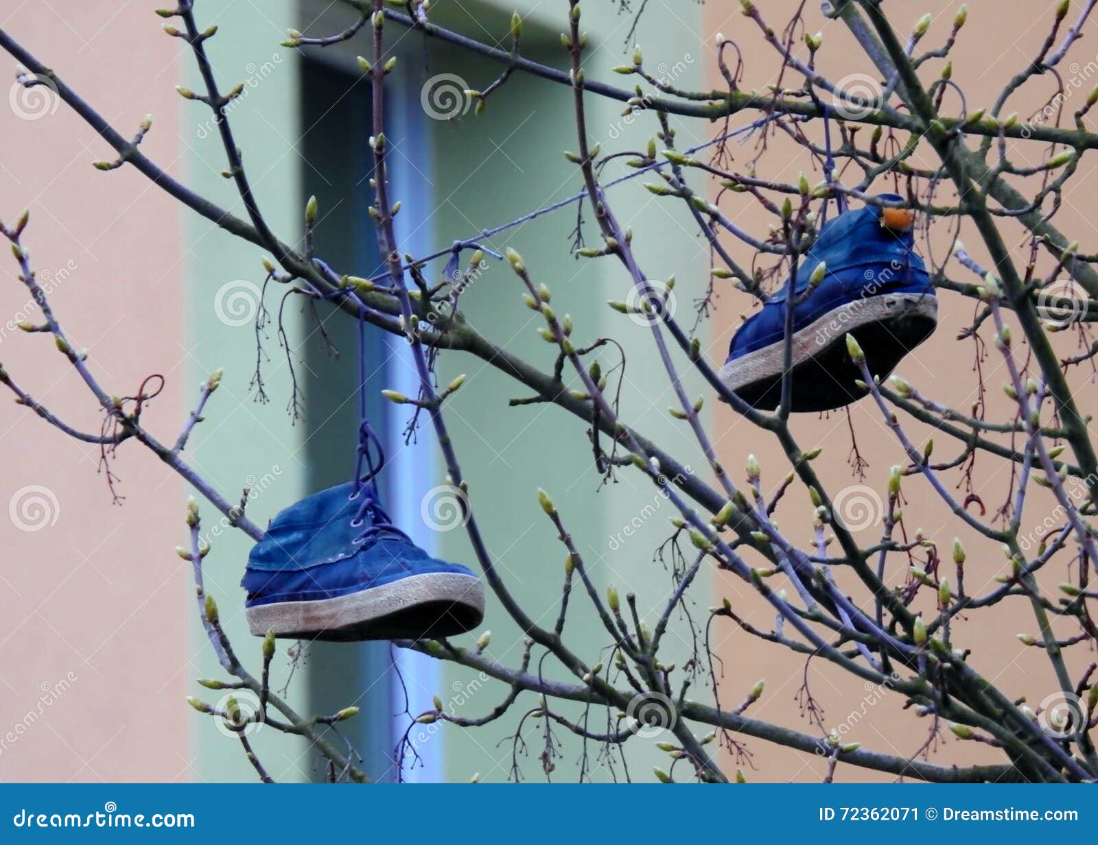 Shoes on a tree stock image. Image of children, spring - 72362071